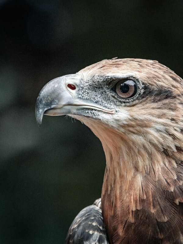 Eagle Head Photos, Download The BEST Free Eagle Head Stock Photos & HD ...