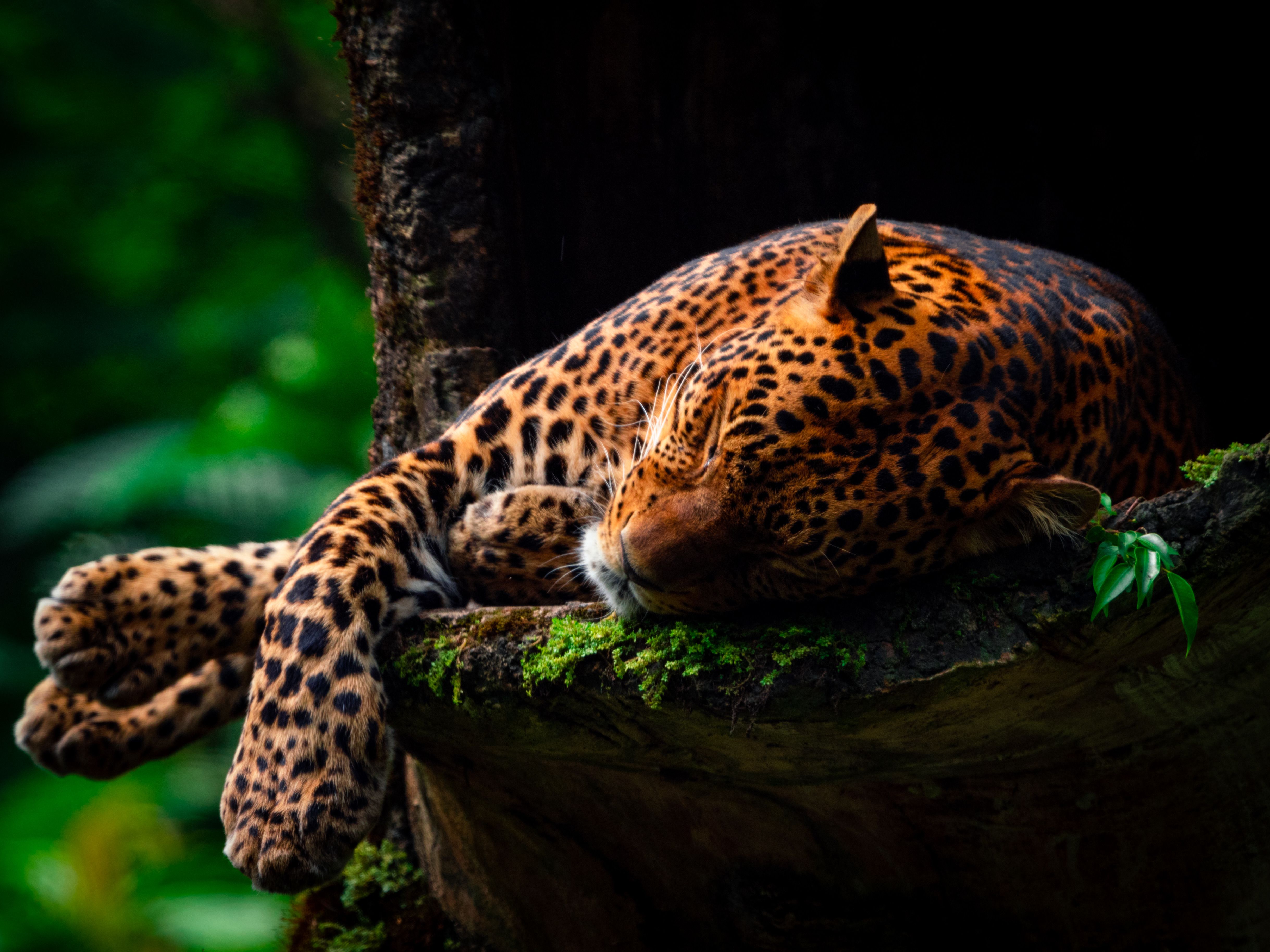 Foto de stock gratuita sobre animal, árbol, belleza, biodiversidad ...