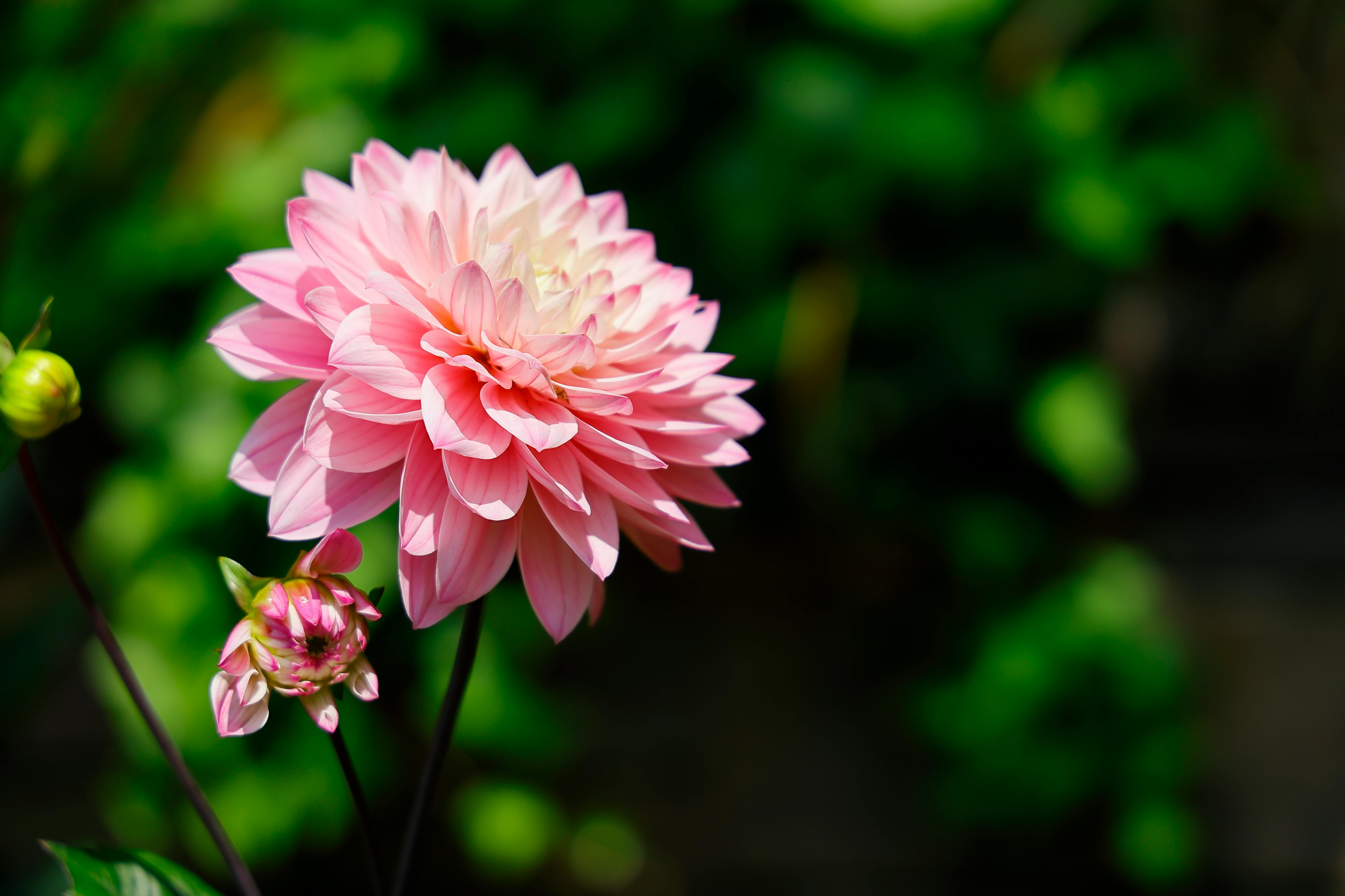 Blooming Flower Photos, Download The BEST Free Blooming Flower Stock ...