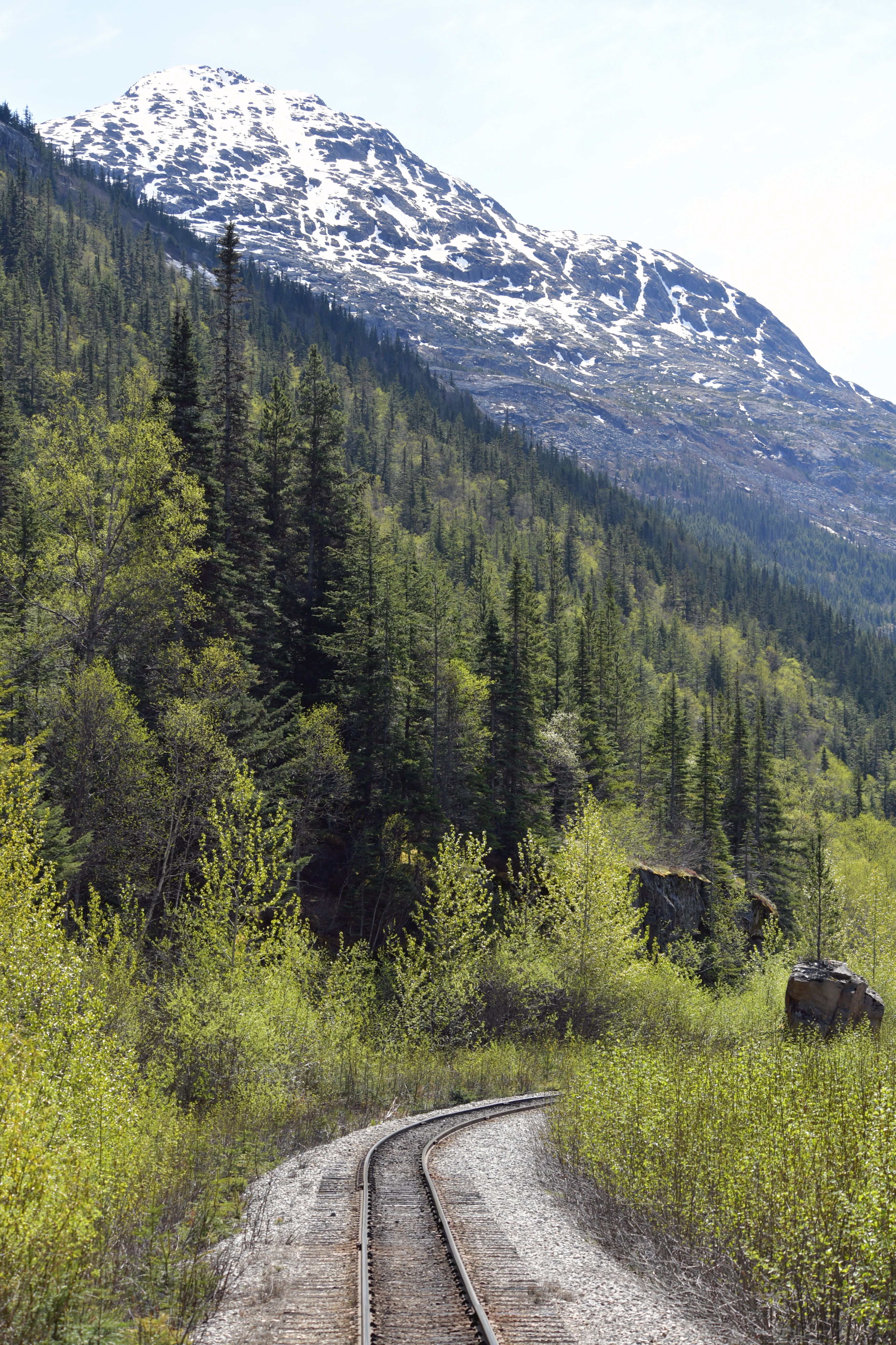 Green Pine Tree Near Mountain · Free Stock Photo