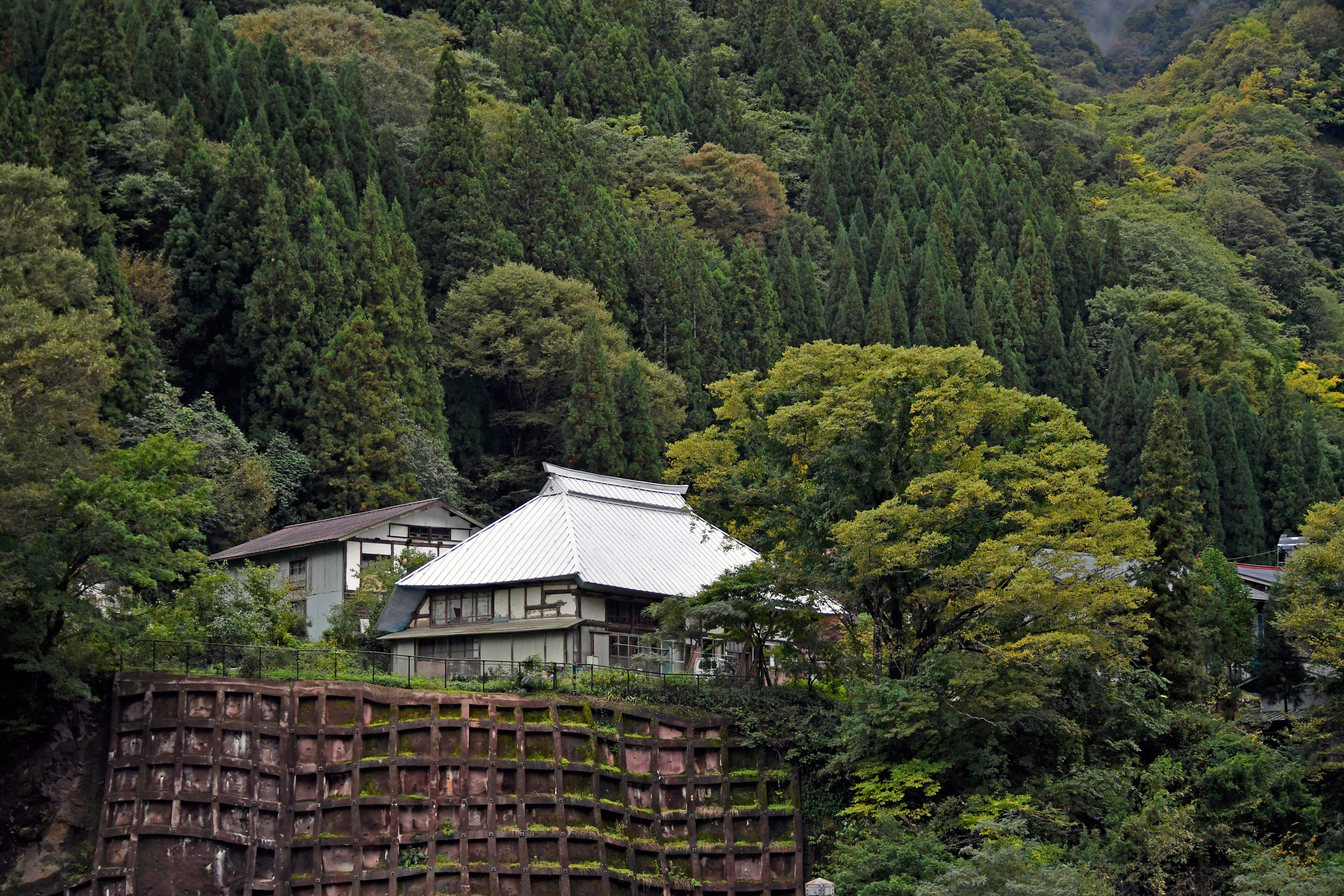 Japanese Houses on a Hill between Trees in a Dense Forest · Free Stock ...