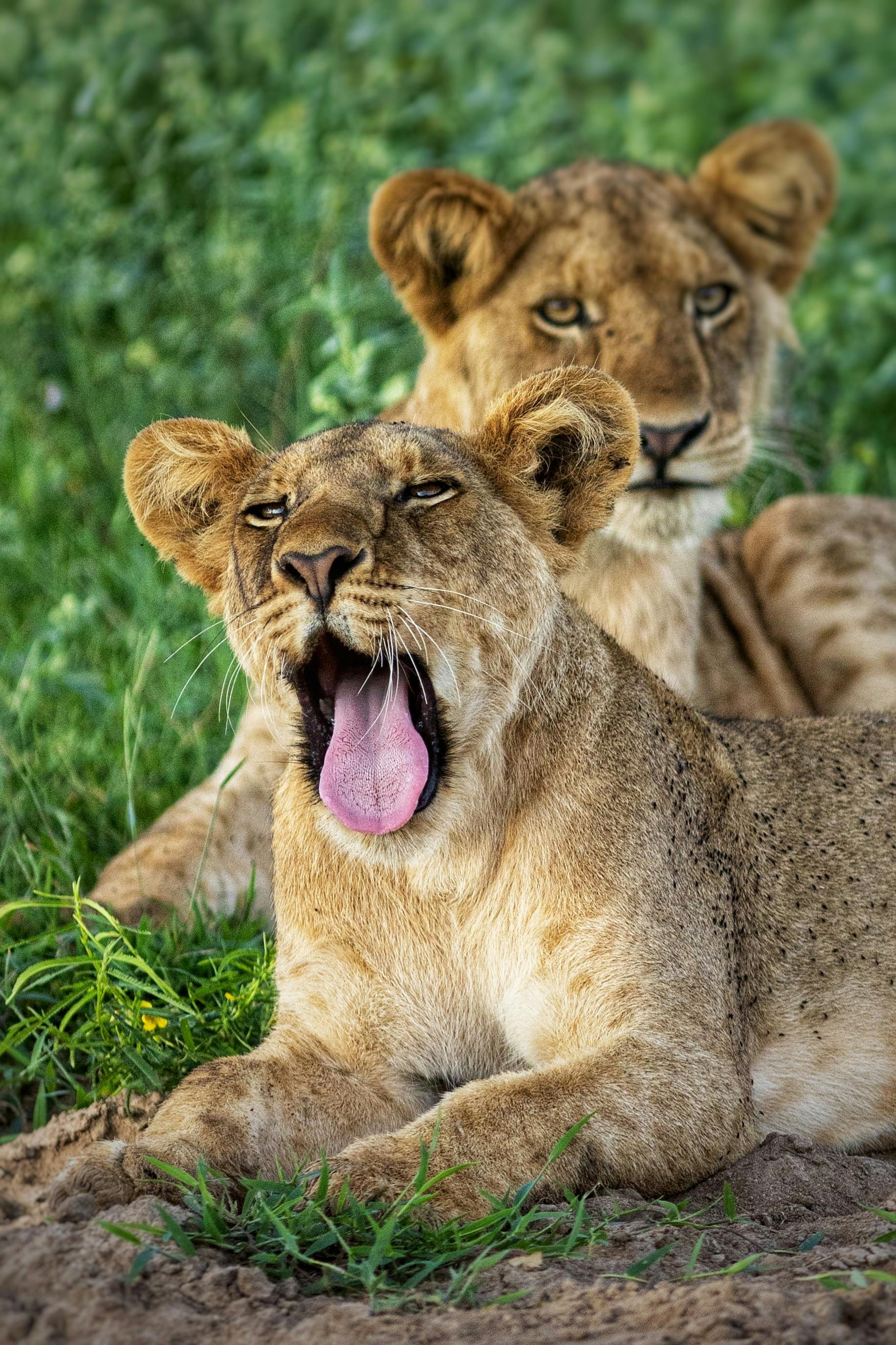 Adult Lions Photos, Download The BEST Free Adult Lions Stock Photos ...