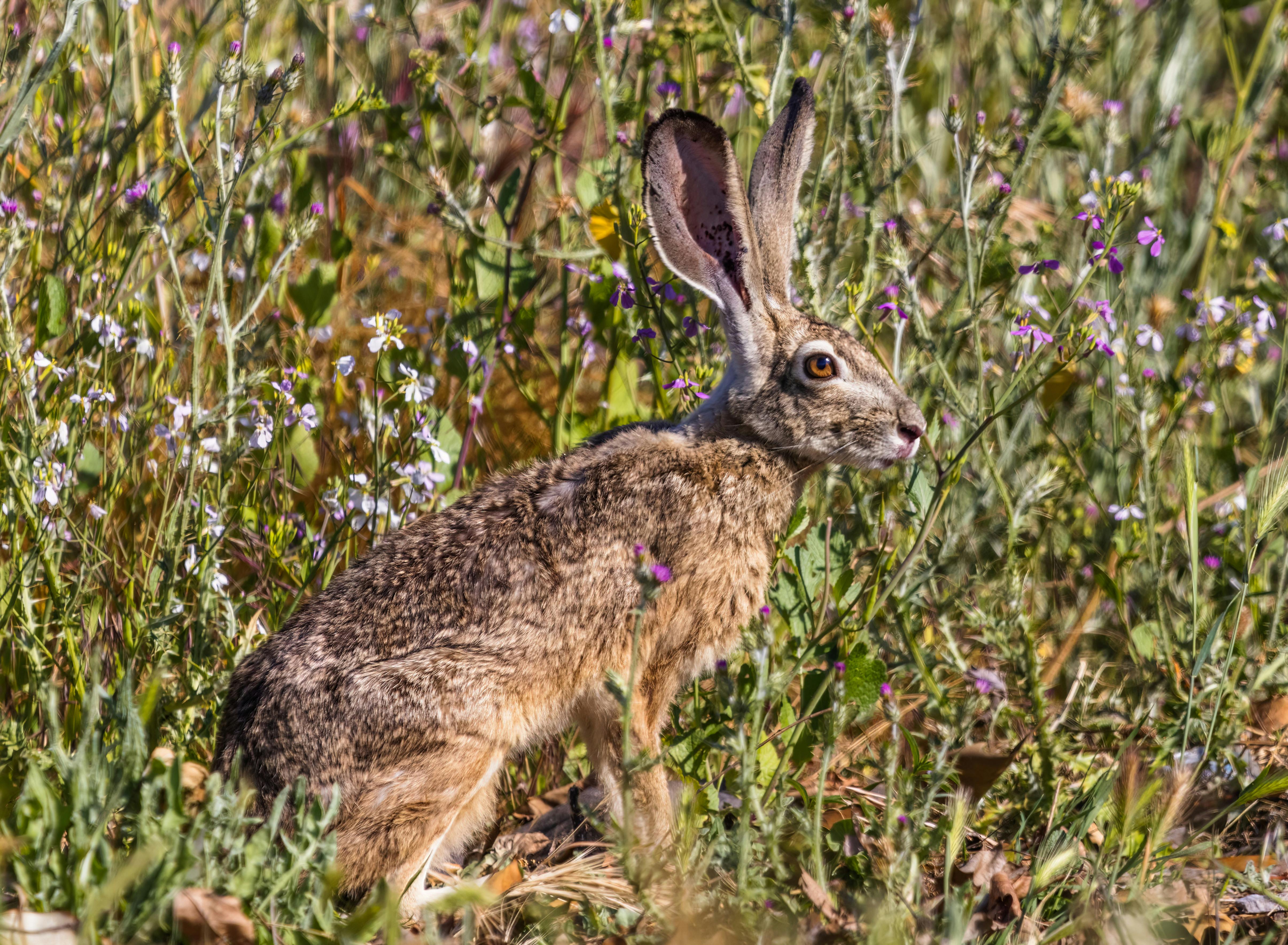 Rabbit among Flowers · Free Stock Photo