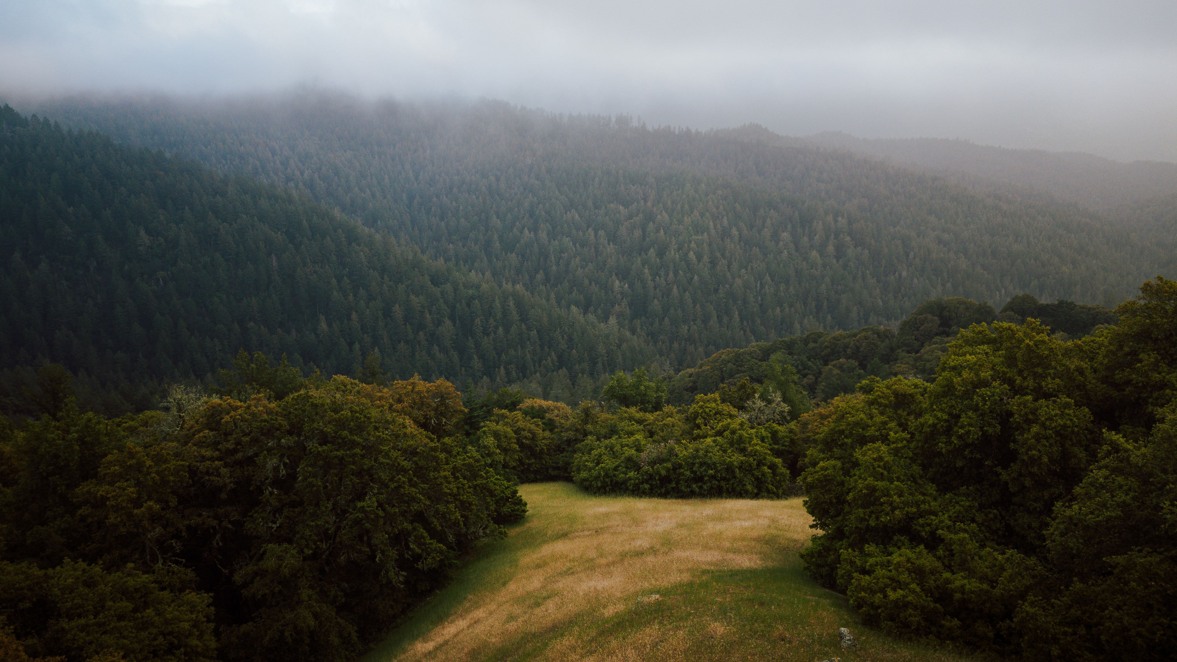 Overcast over Green Forest · Free Stock Photo
