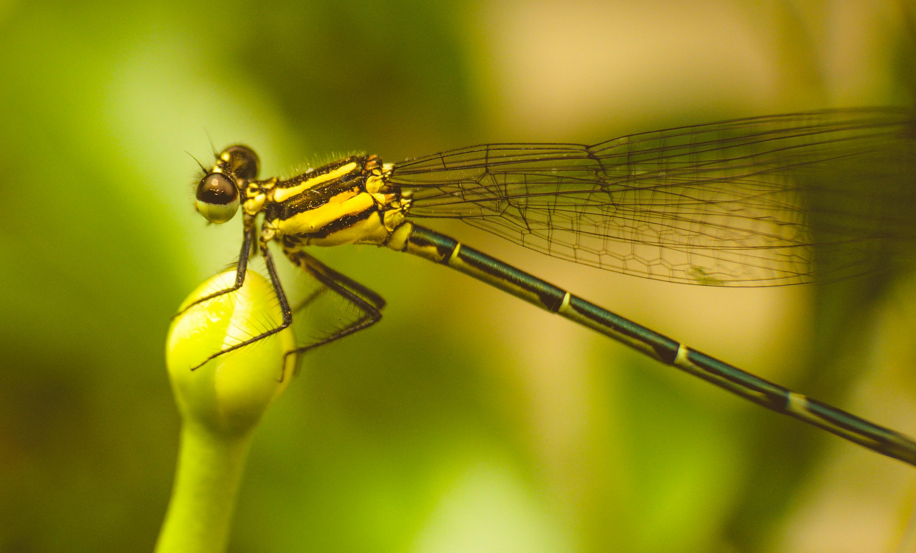 Flea Insect Photos, Download The BEST Free Flea Insect Stock Photos ...