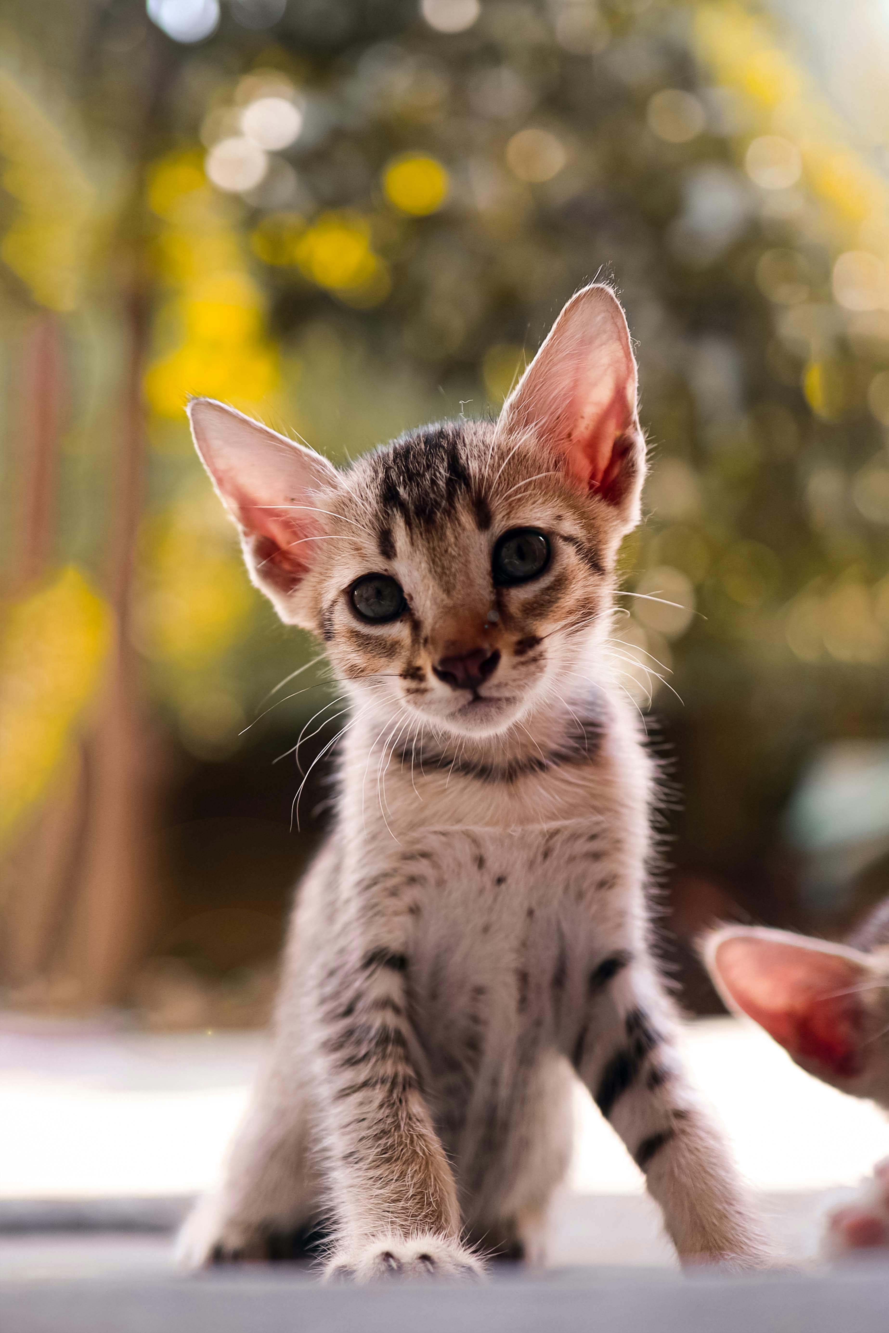 Photo of a Looking Cat · Free Stock Photo