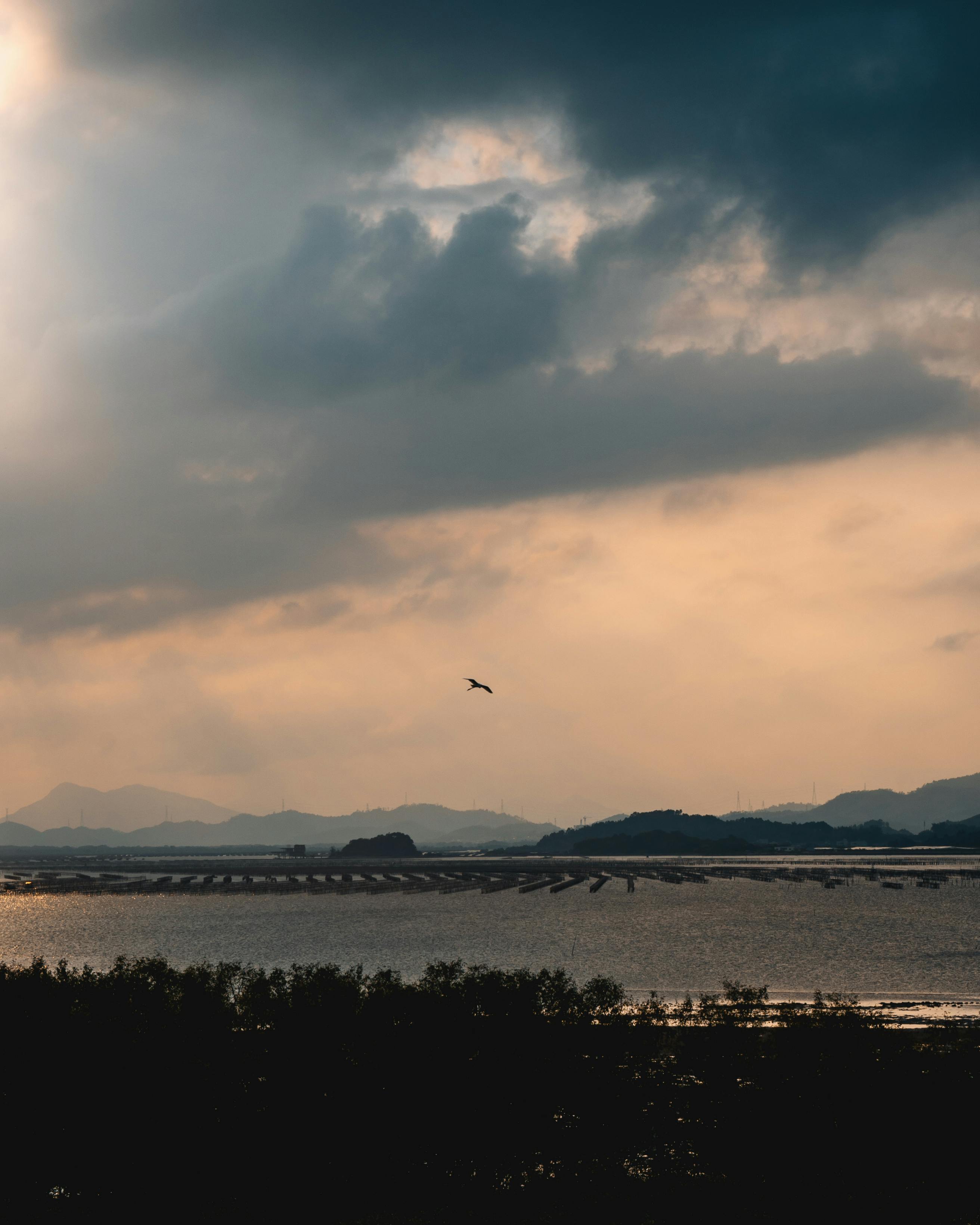 Dark Bird Fall Photos, Download The BEST Free Dark Bird Fall Stock ...