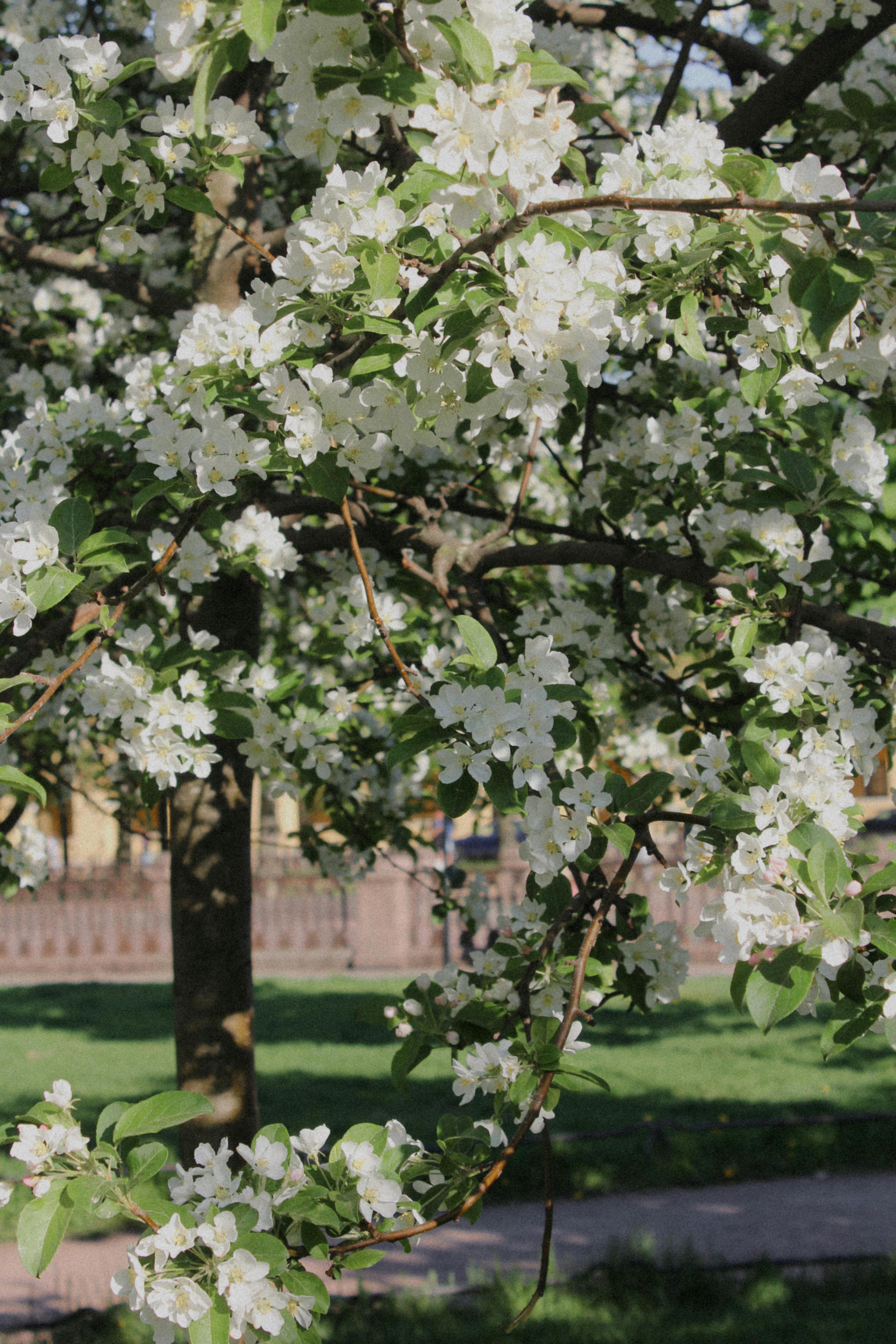 Apple Explained Photos, Download The BEST Free Apple Explained Stock ...