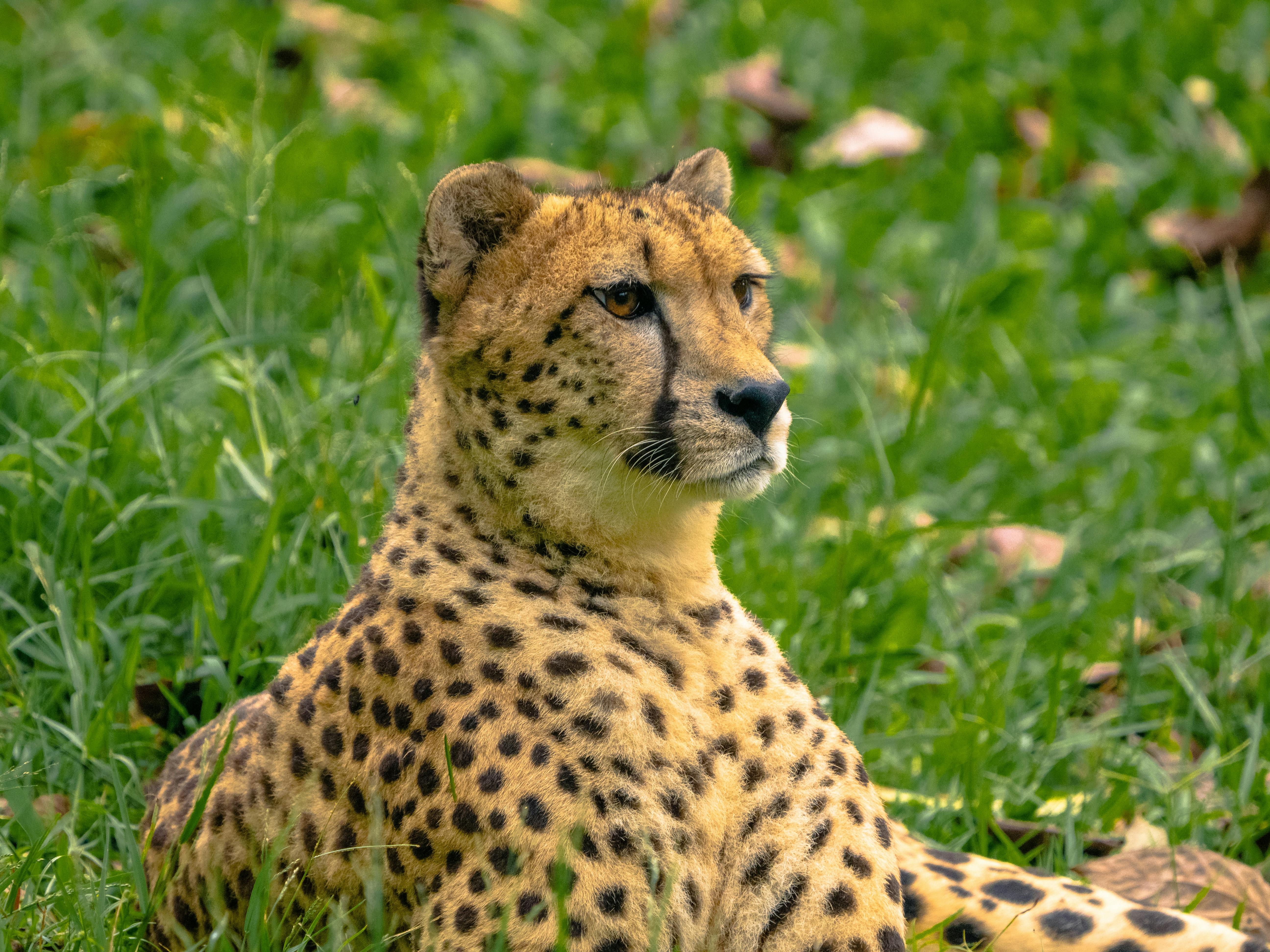 Close up of Cheetah · Free Stock Photo