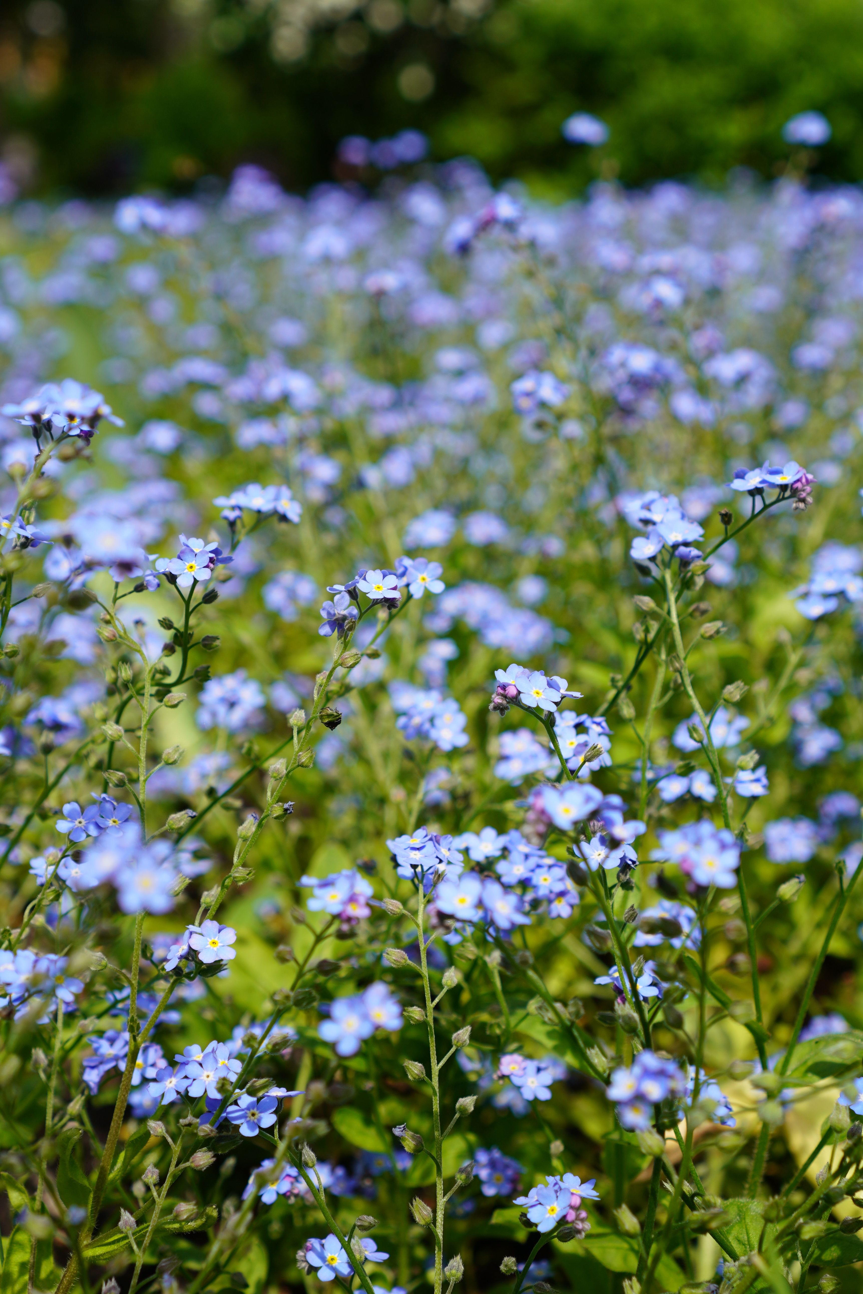 A close up of blue flowers in a garden · Free Stock Photo