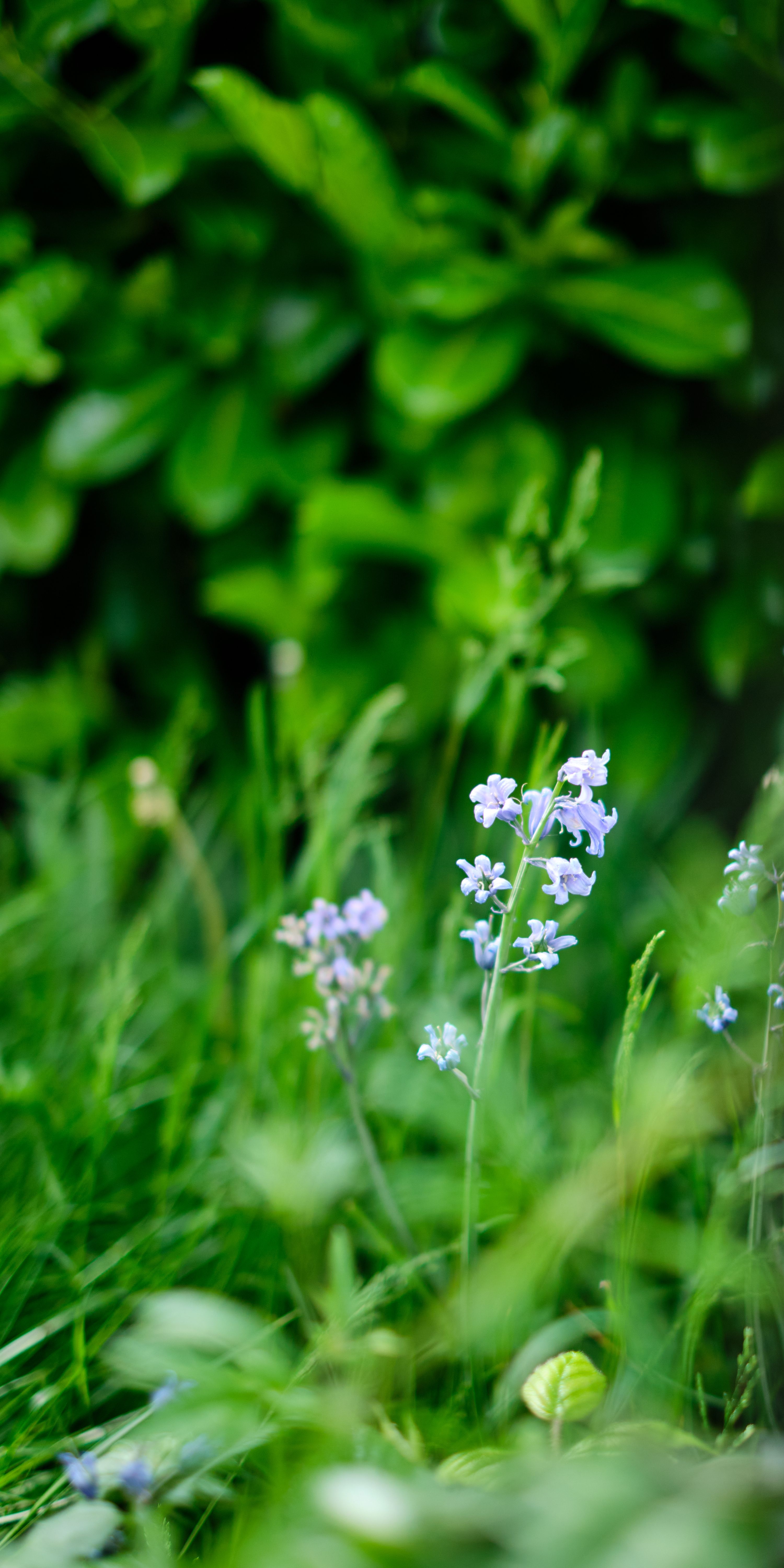 Wildflowers Growing in Field in Mountains Landscape · Free Stock Photo