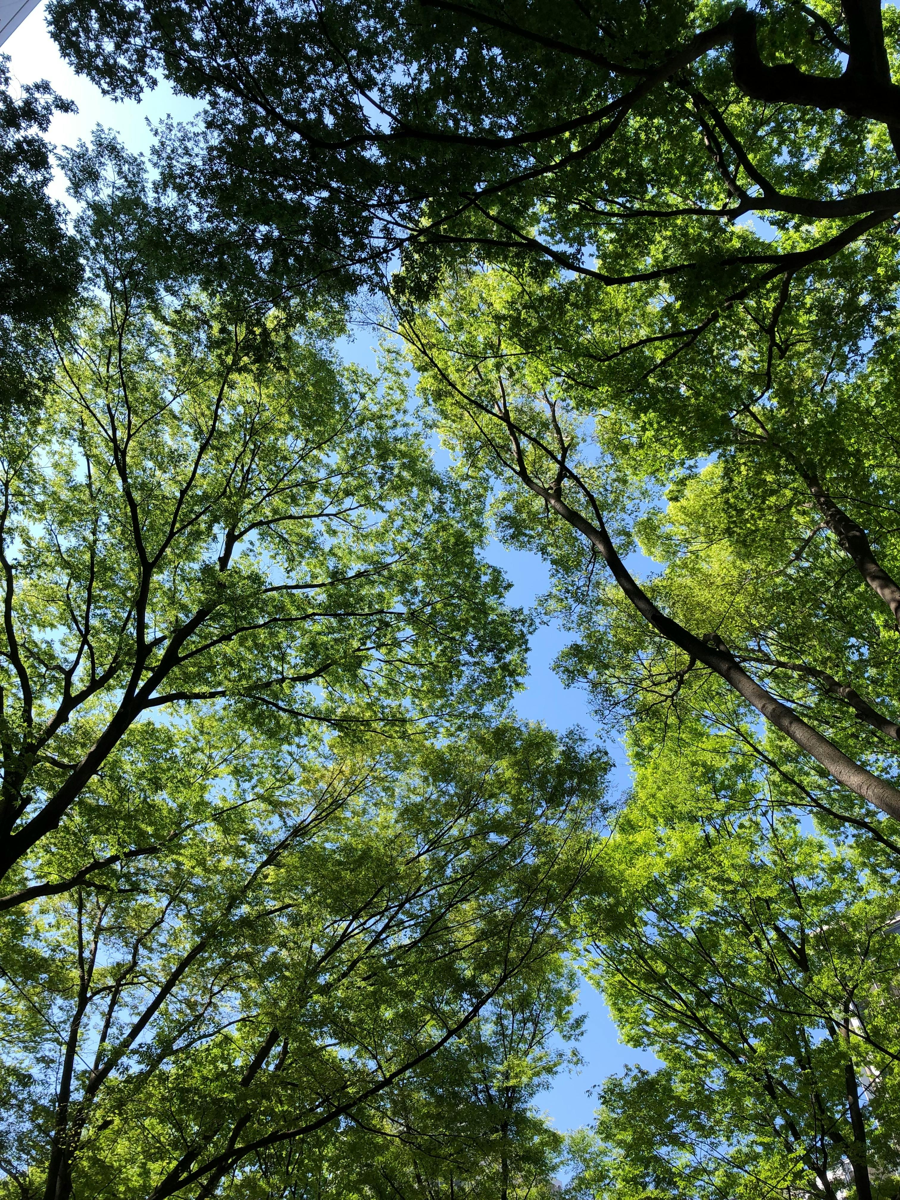 Green Summer Trees against Blue Sky · Free Stock Photo