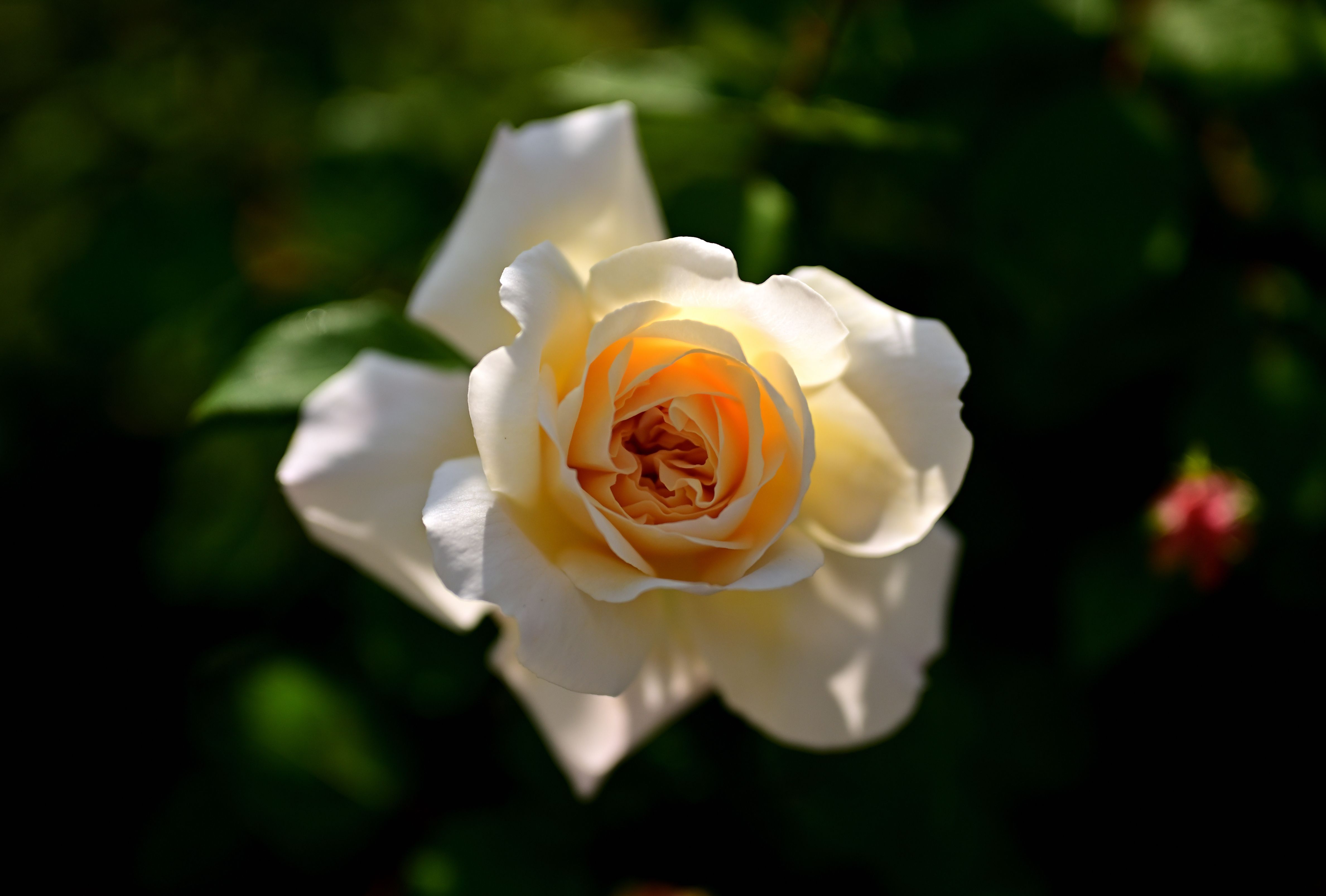 Close-up of Blooming Flowers · Free Stock Photo
