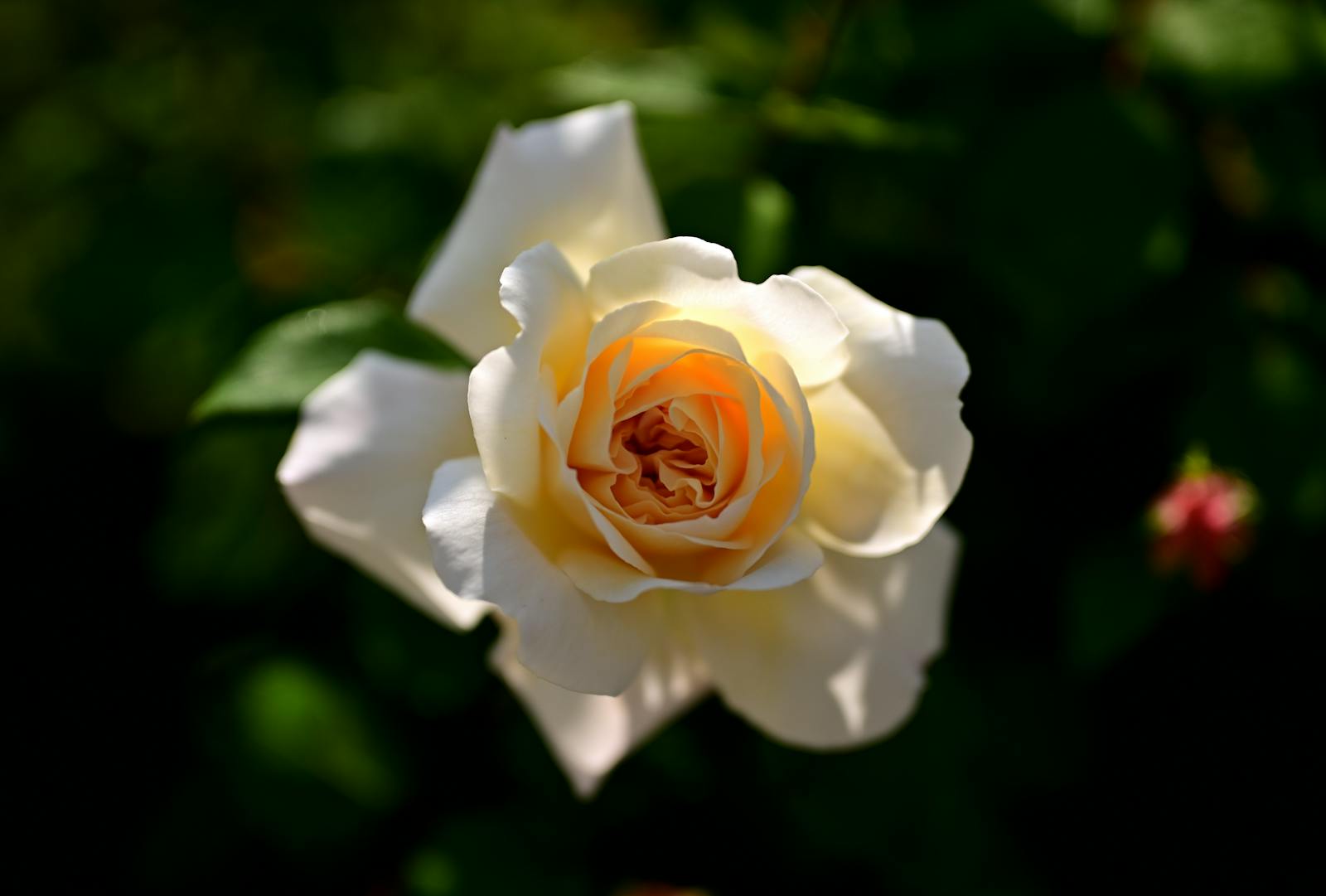 Blooming Flower Photos, Download The BEST Free Blooming Flower Stock ...