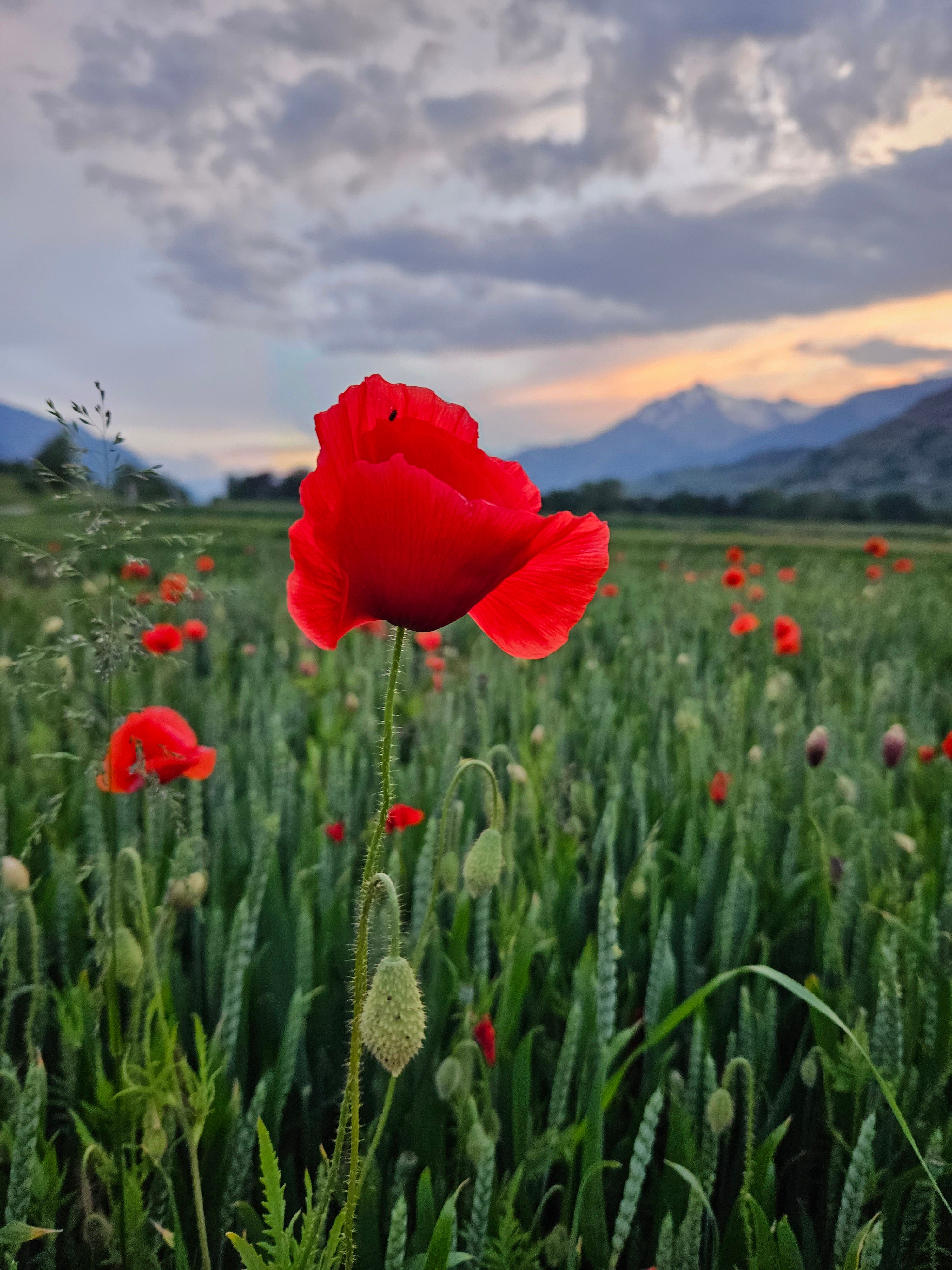 Poppie Photos, Download The BEST Free Poppie Stock Photos & HD Images
