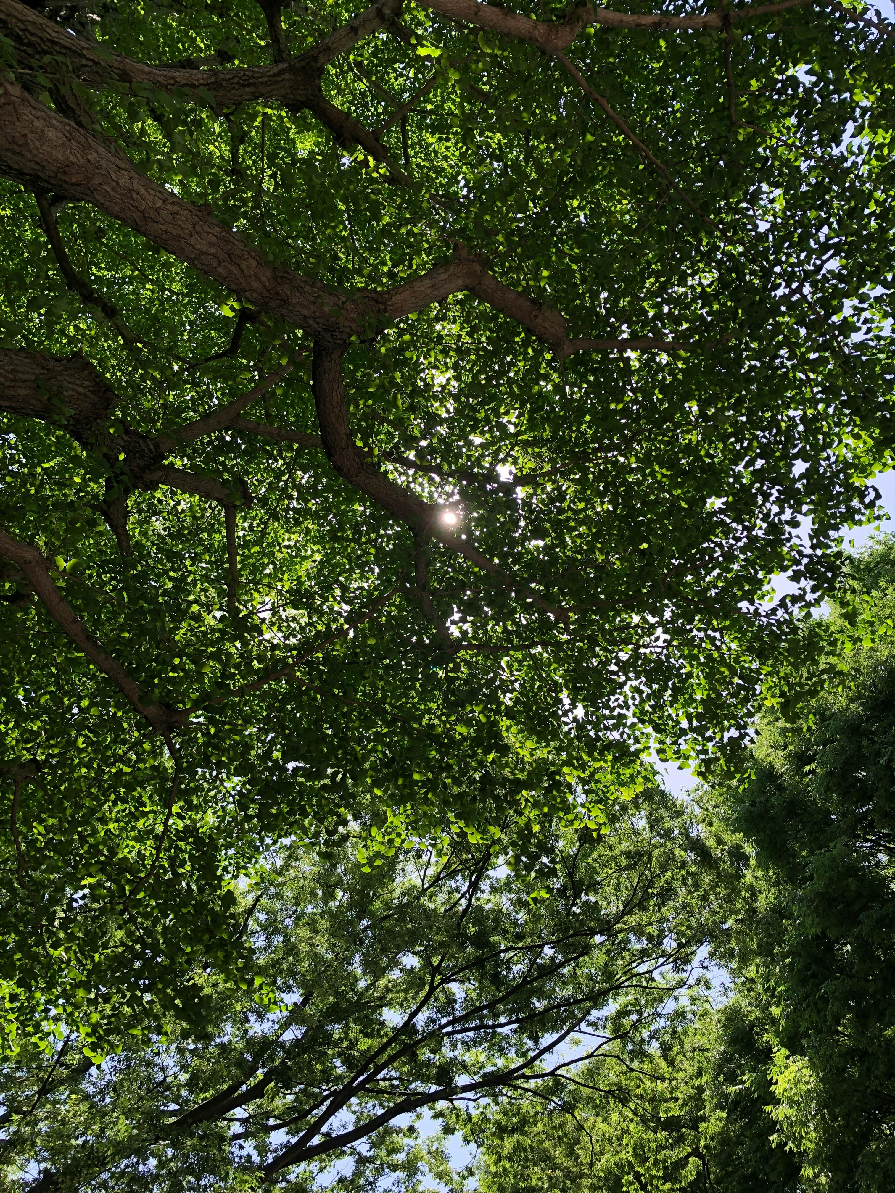 Green Tree Canopy · Free Stock Photo