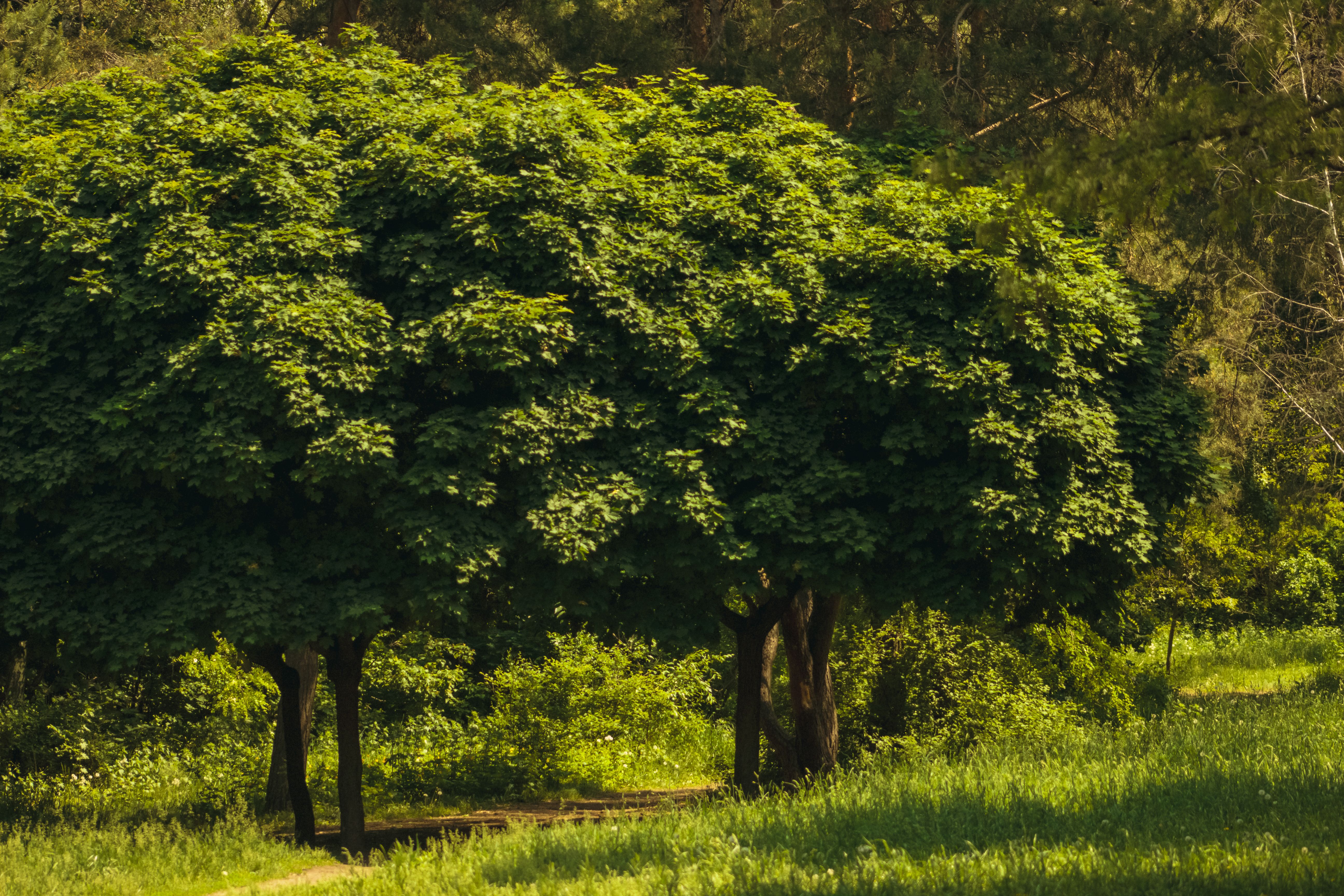 Green Trees in Countryside · Free Stock Photo