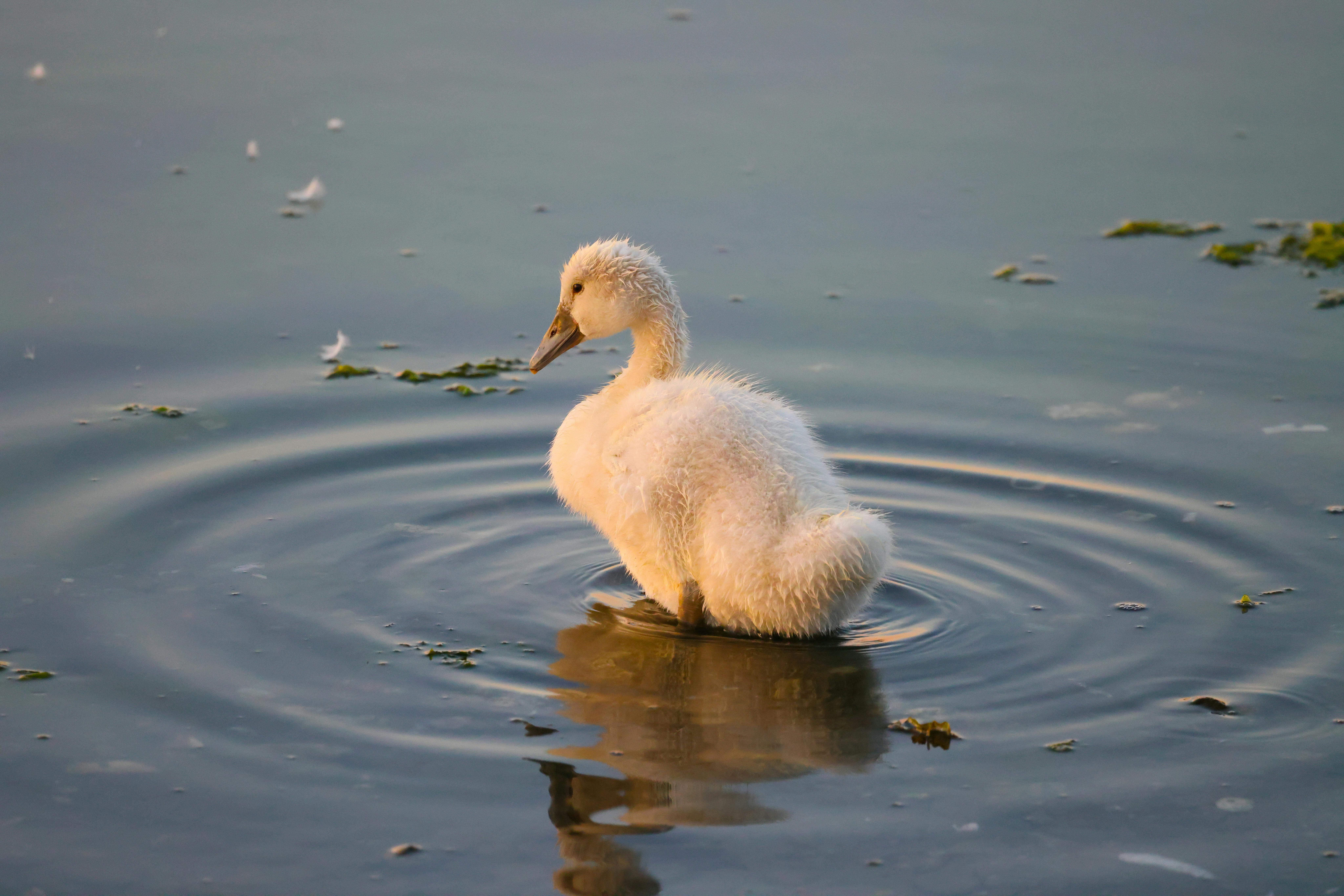 White Cygnet in Nature · Free Stock Photo