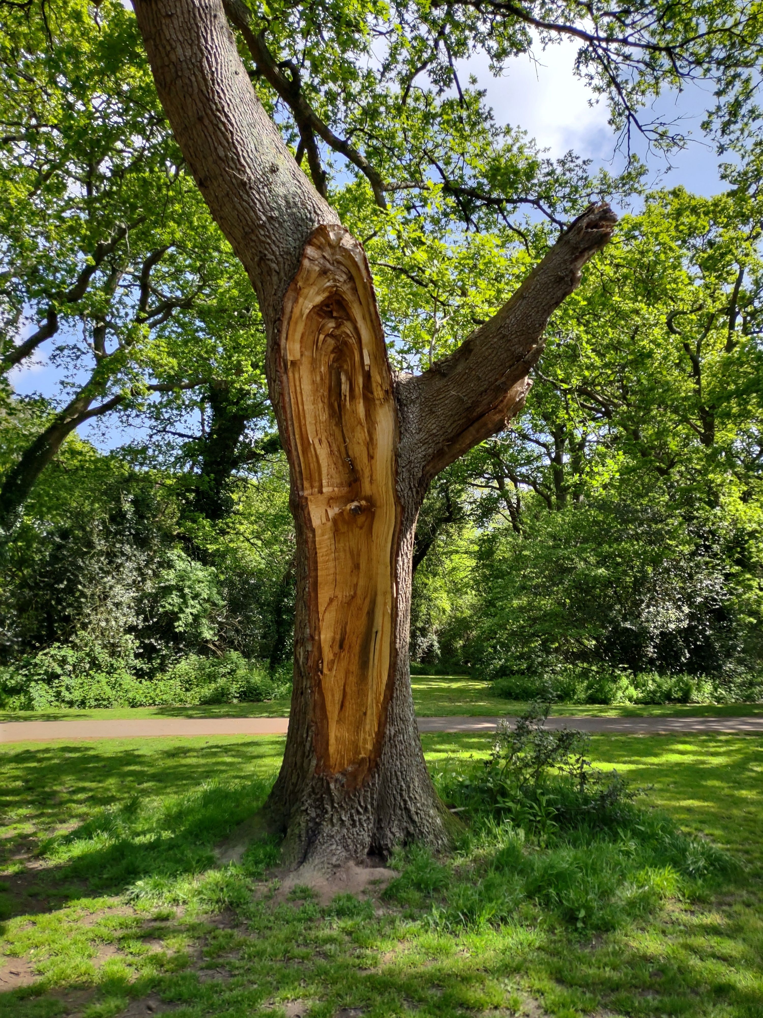 Damaged Tree in Park · Free Stock Photo