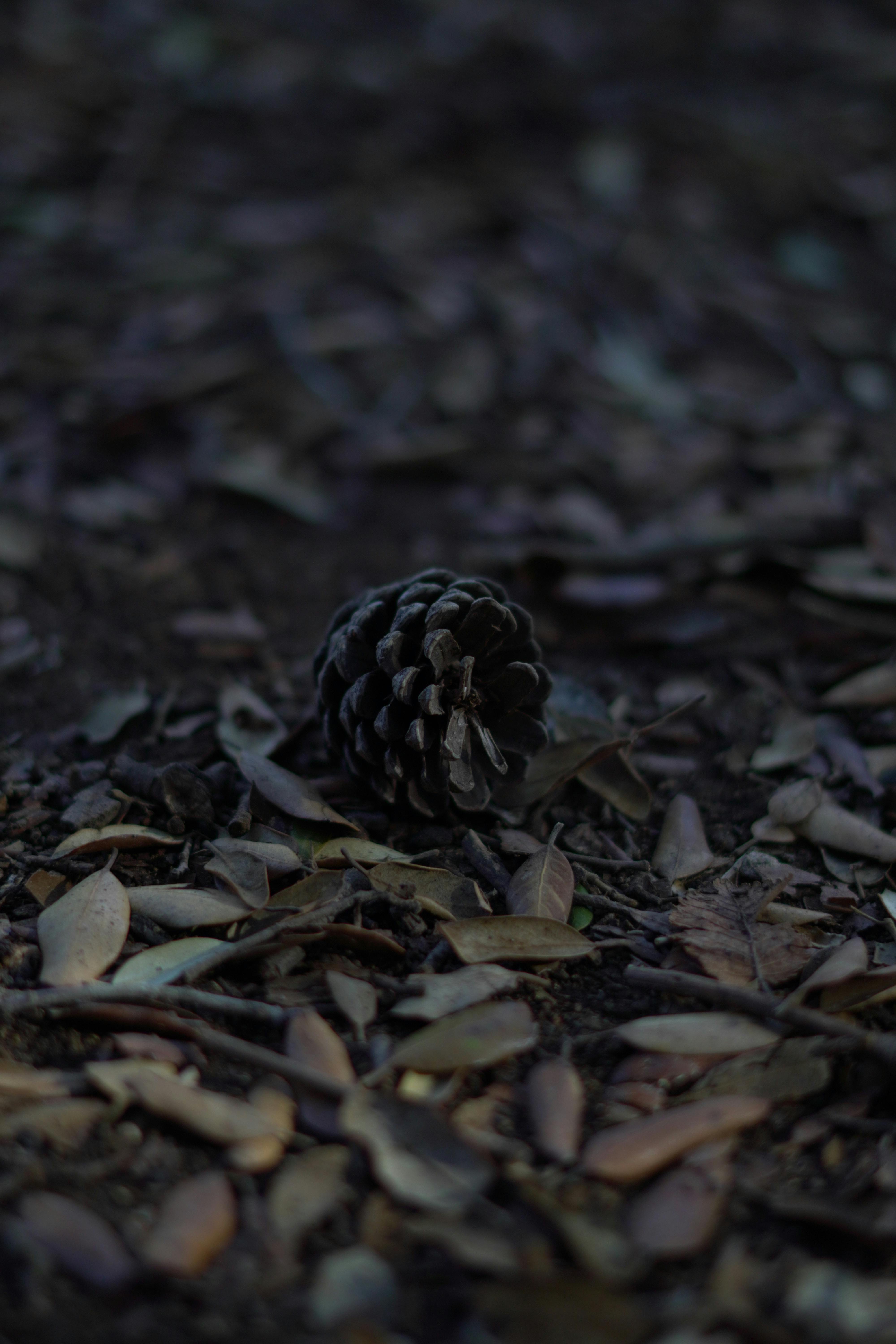 Dhia Eddine - 사진