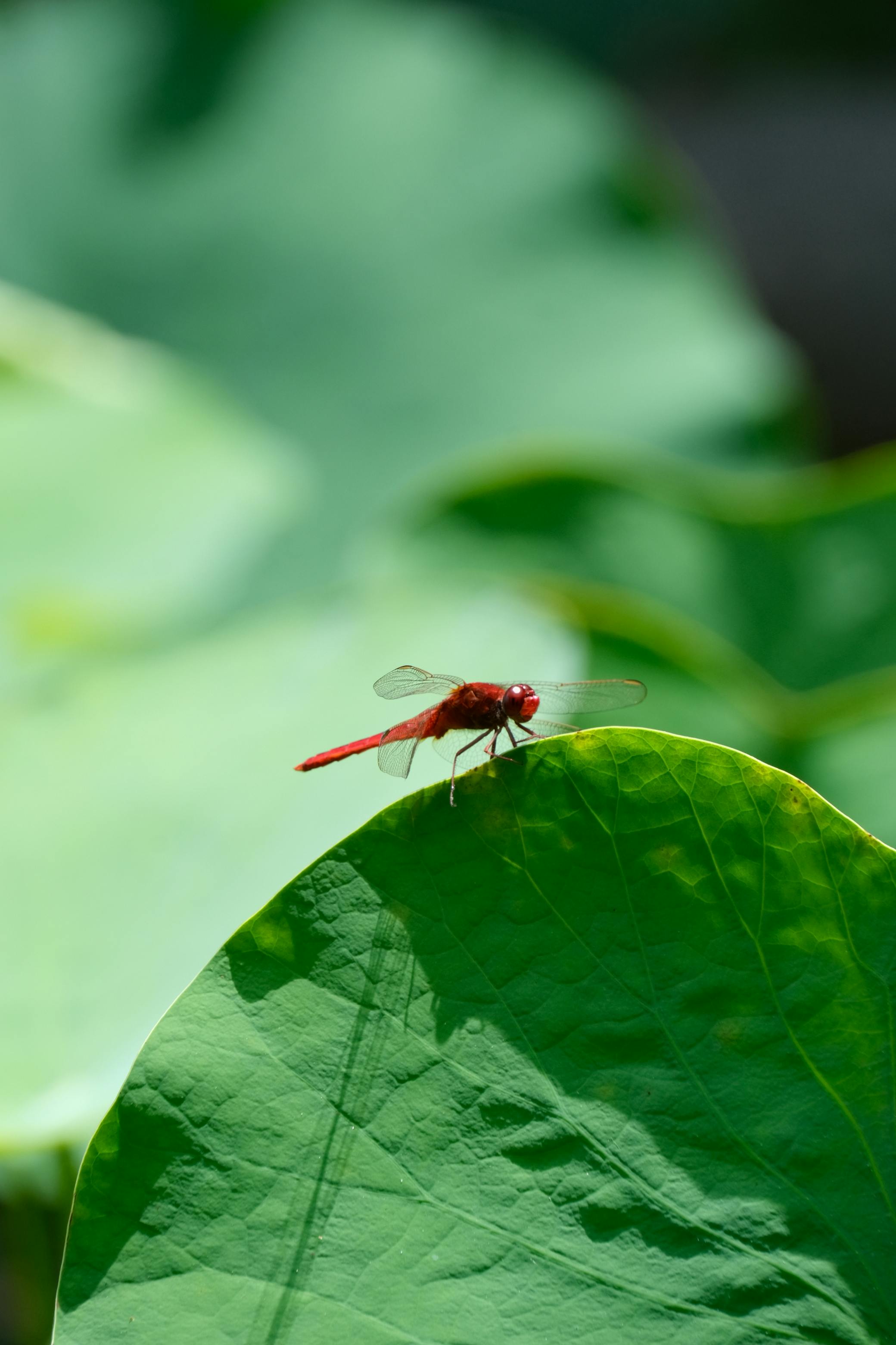 Leaf Cricket Photos, Download The BEST Free Leaf Cricket Stock Photos & HD Images
