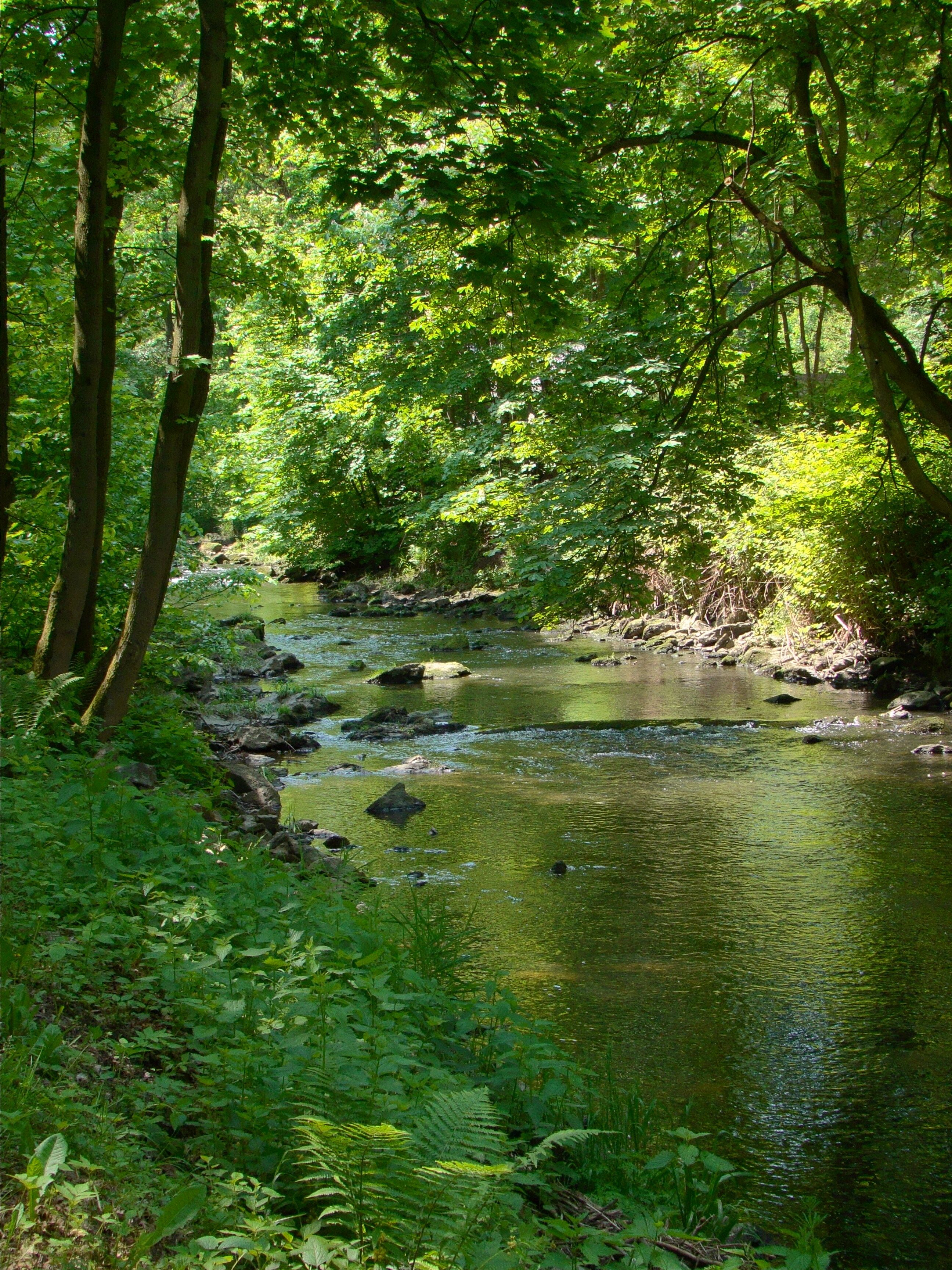 Scenic Landscape with a River · Free Stock Photo