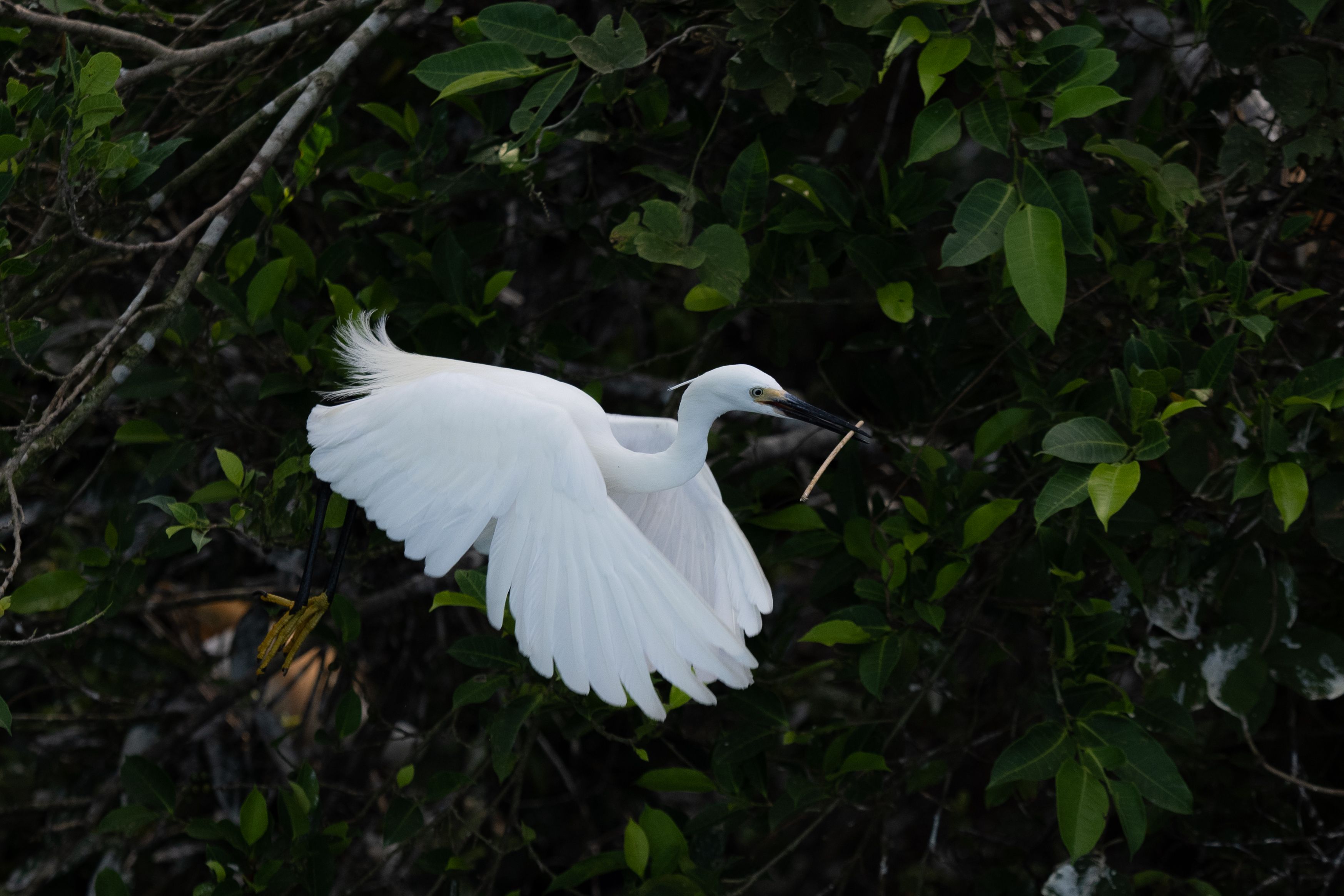 White Bird Flying Photos, Download The BEST Free White Bird Flying ...
