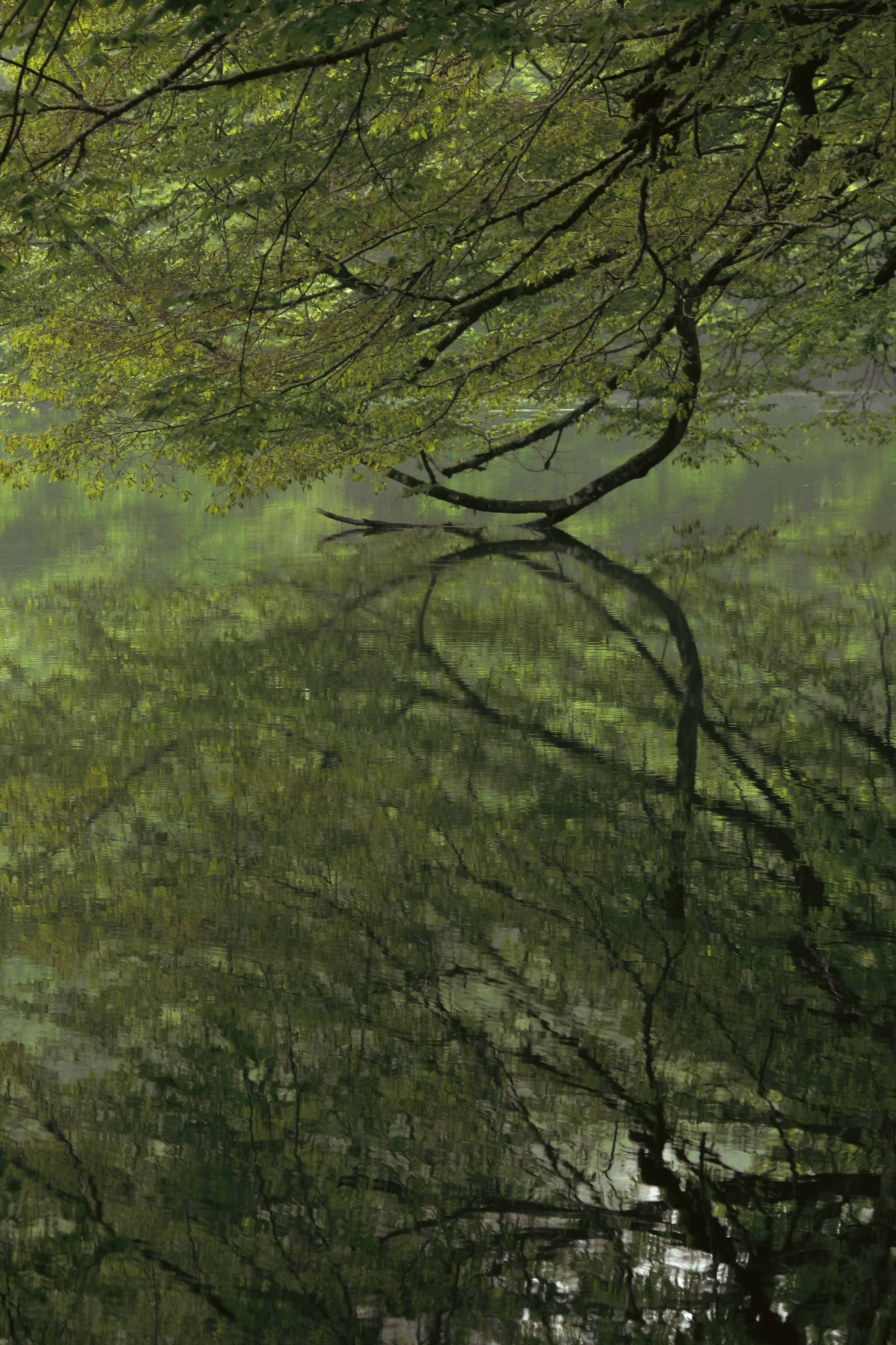 Tree Near Water Photos, Download The BEST Free Tree Near Water Stock ...