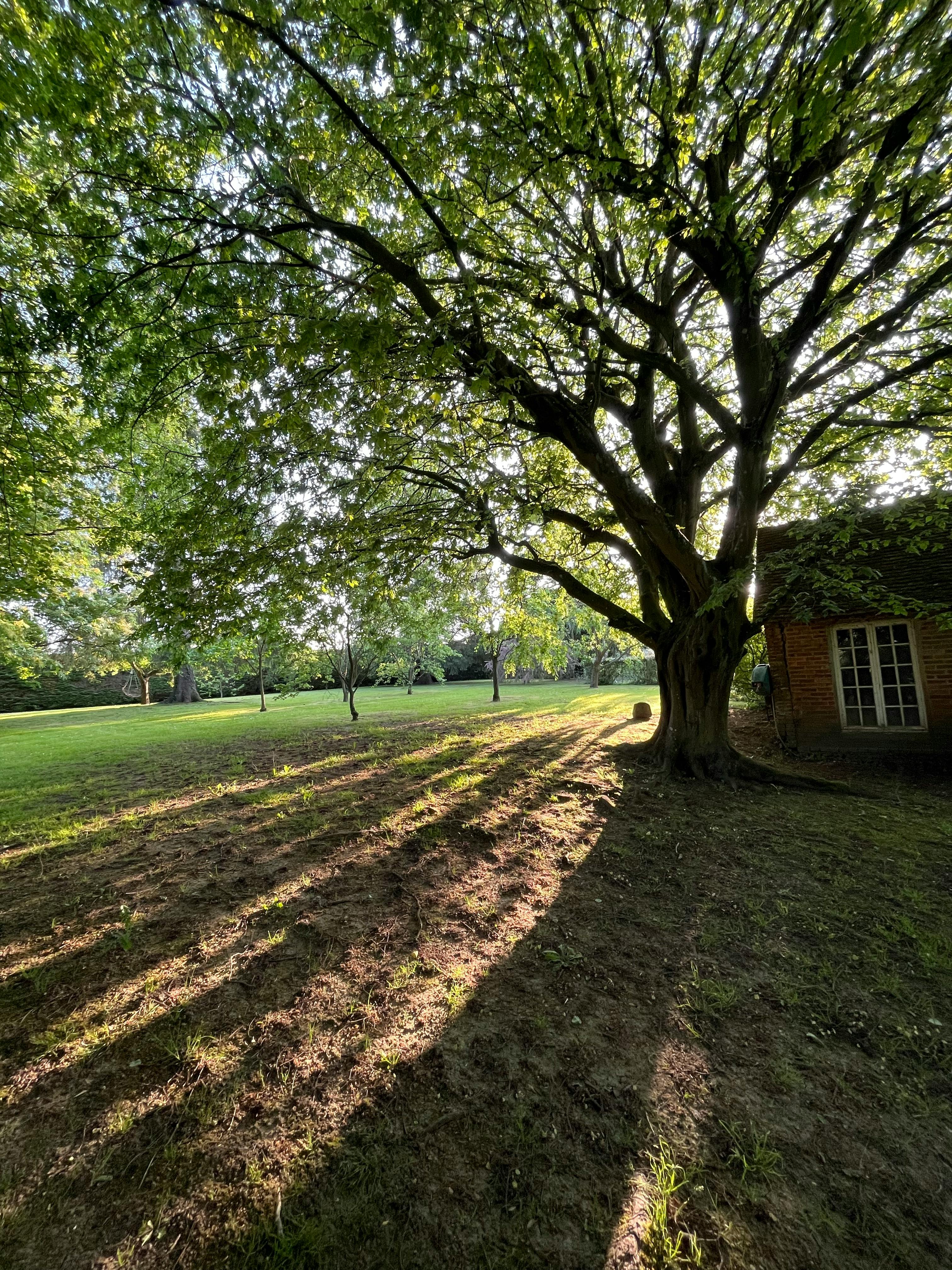 Tree near Building in Park · Free Stock Photo