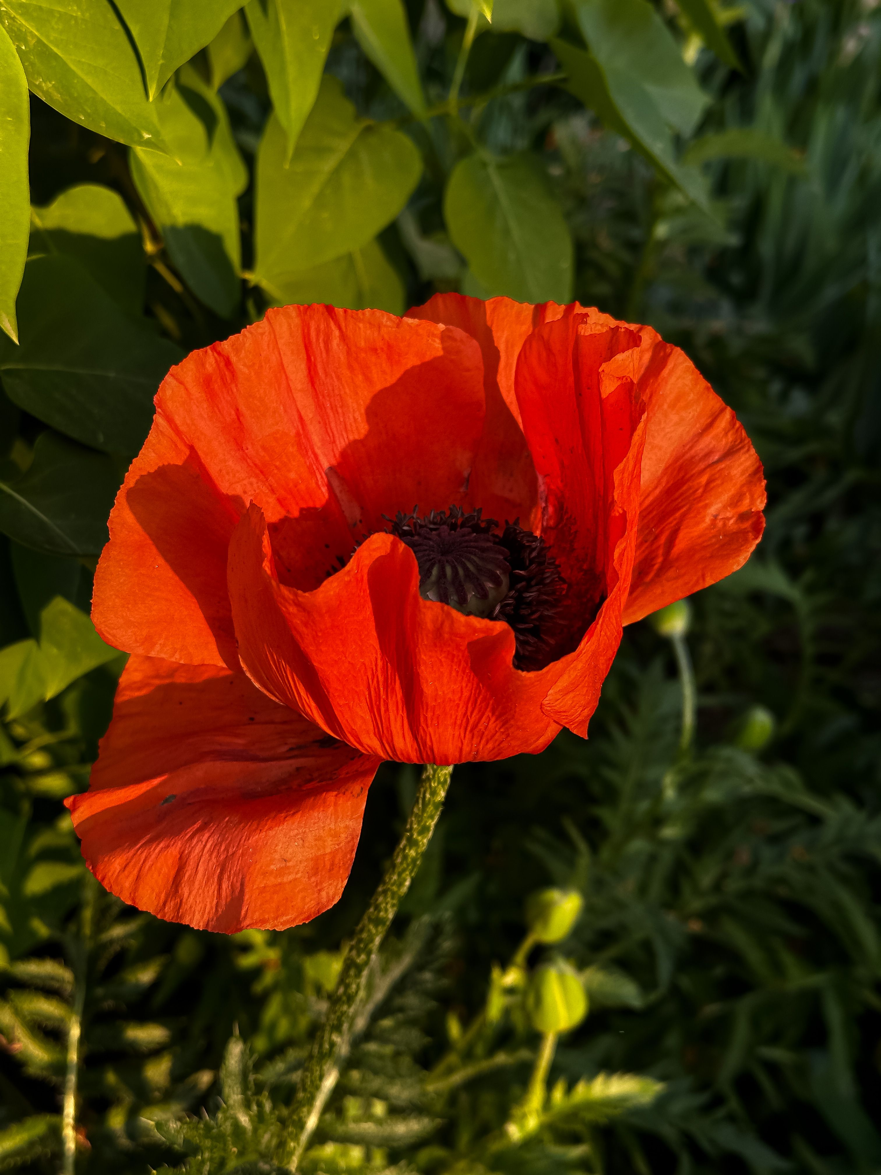 Red Blooming Poppy · Free Stock Photo