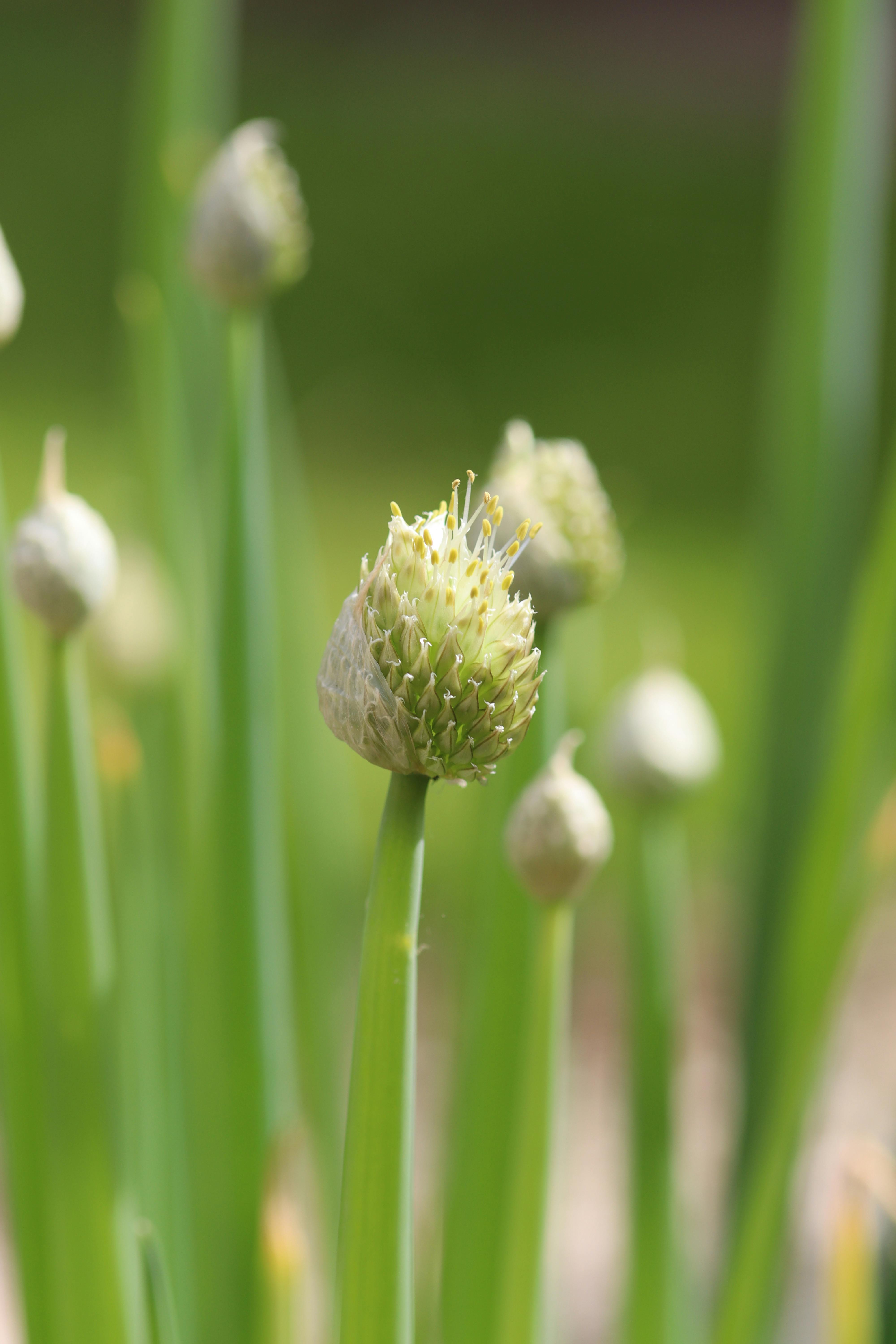 Blooming Garlic Flower · Free Stock Photo