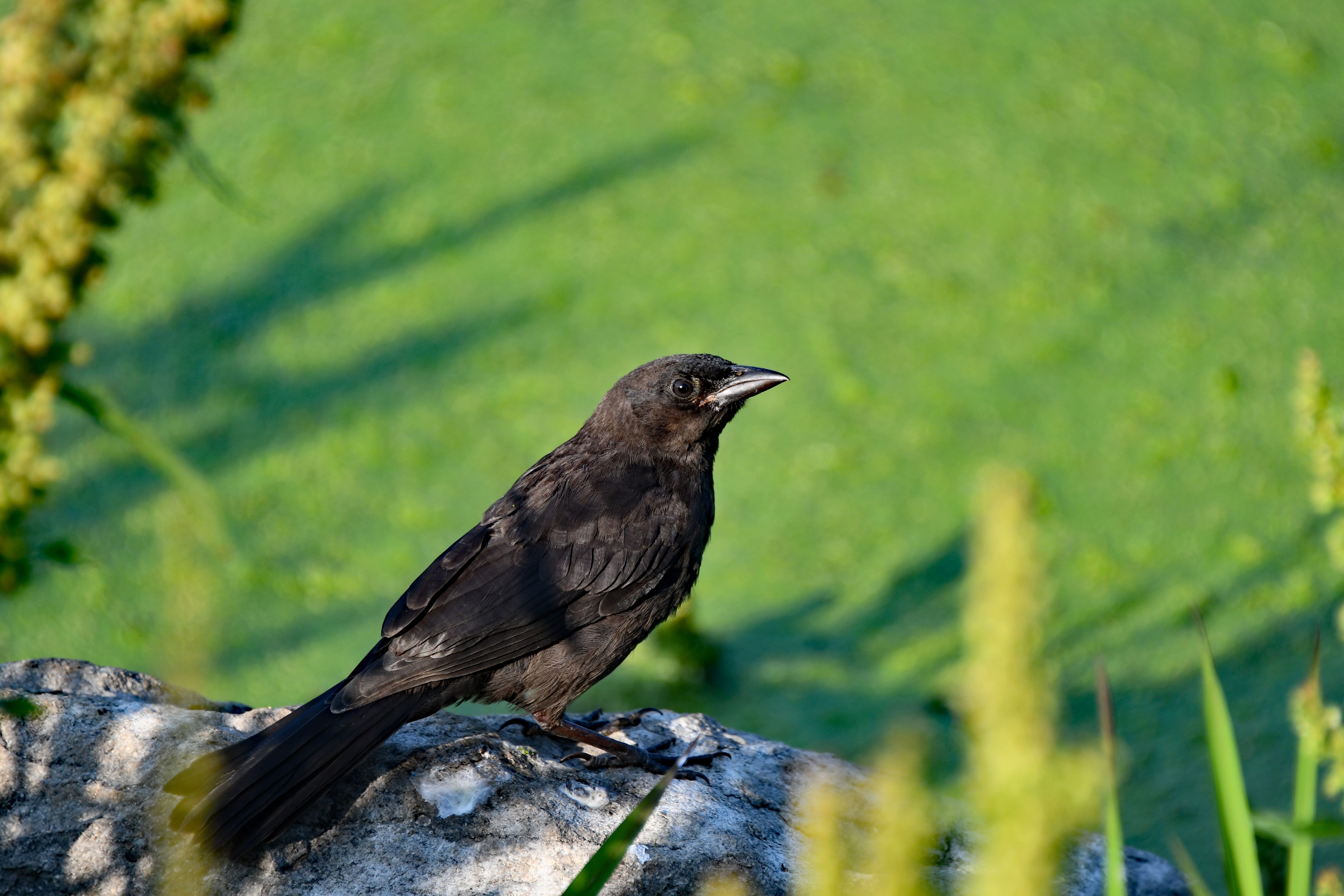 Close-up of a Bird Perching on a Branch · Free Stock Photo