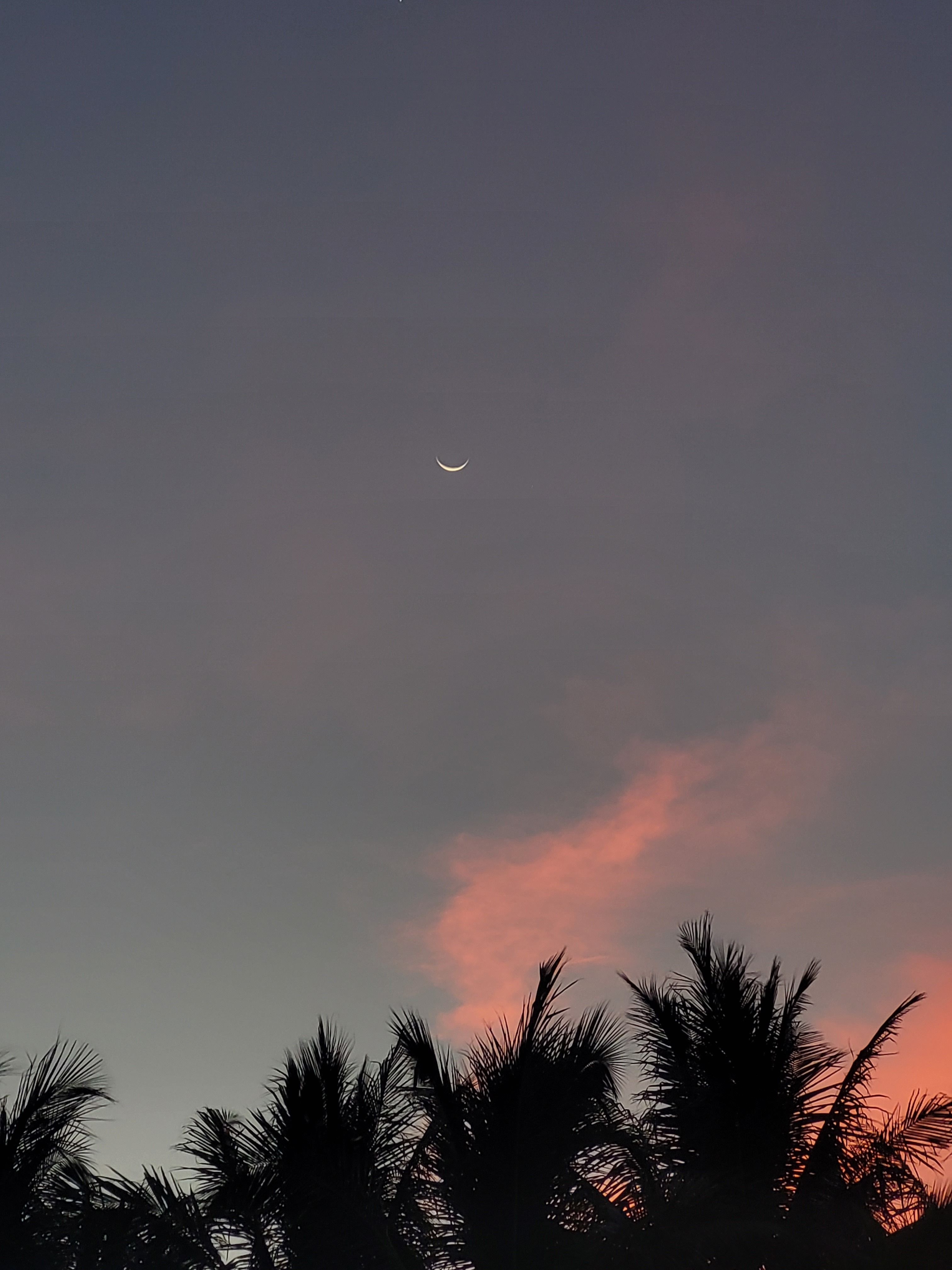 Moon Palm Tree Photos, Download The BEST Free Moon Palm Tree Stock ...