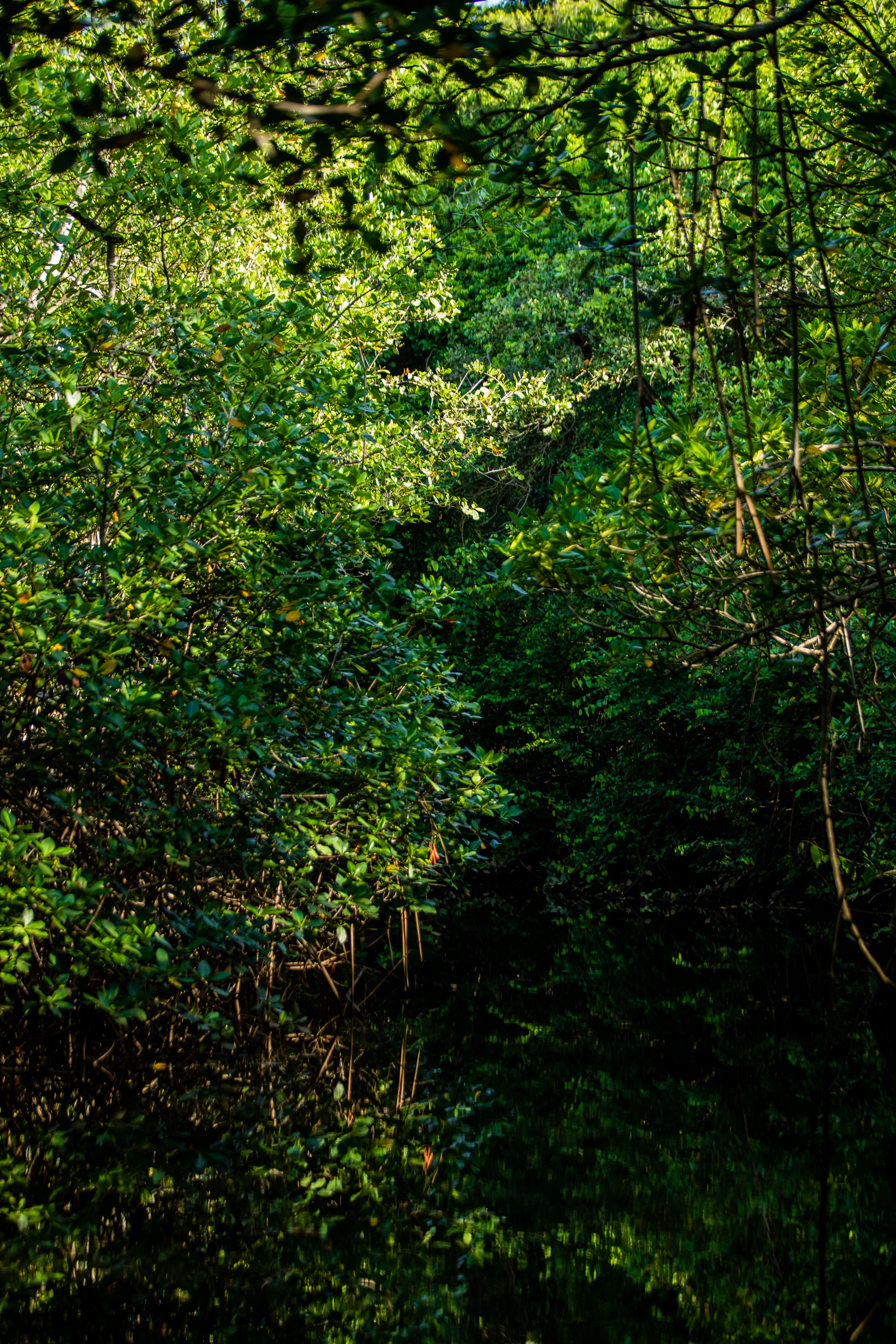 Deep, Green Forest · Free Stock Photo
