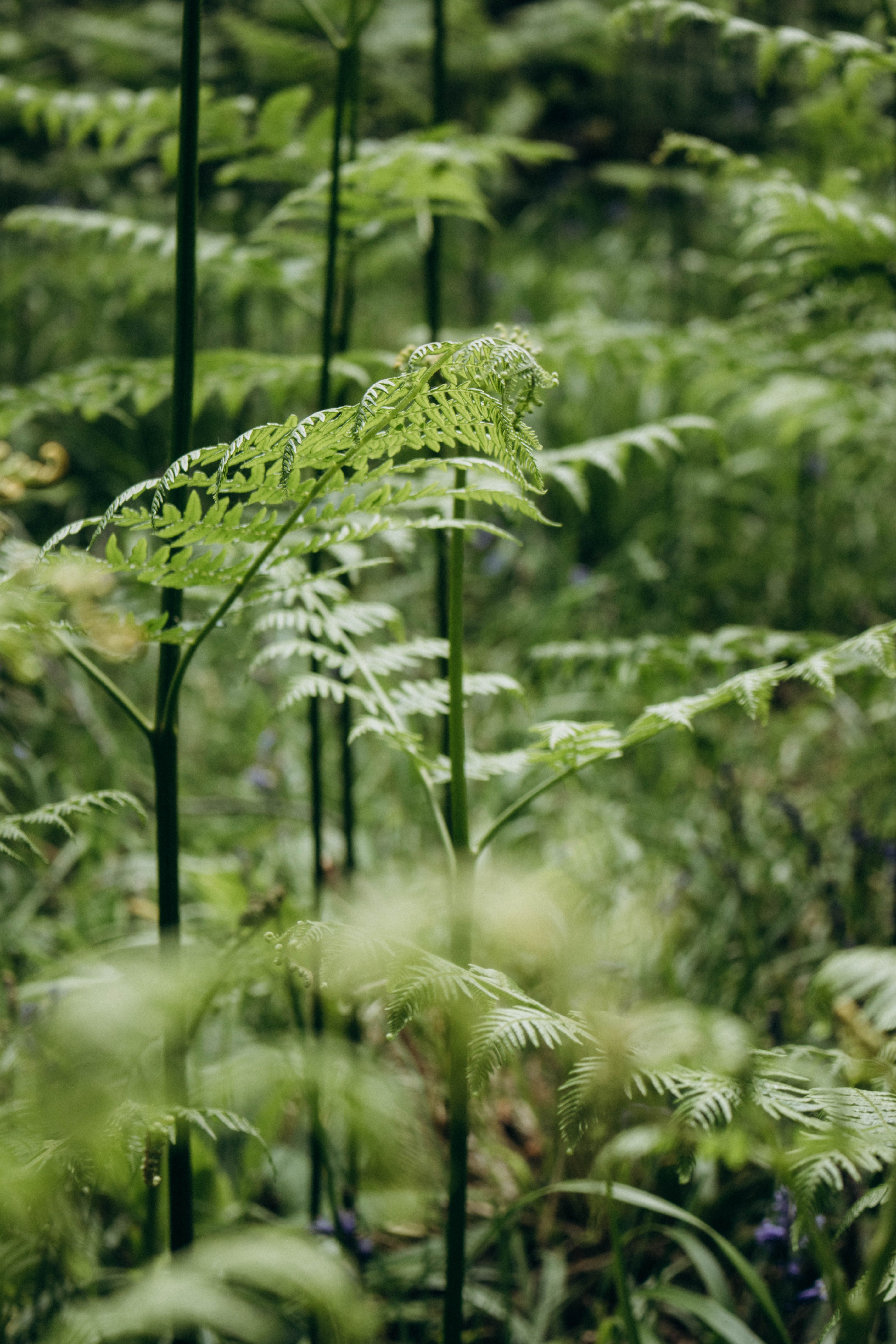 Eagle Fern Photos, Download The BEST Free Eagle Fern Stock Photos & HD ...