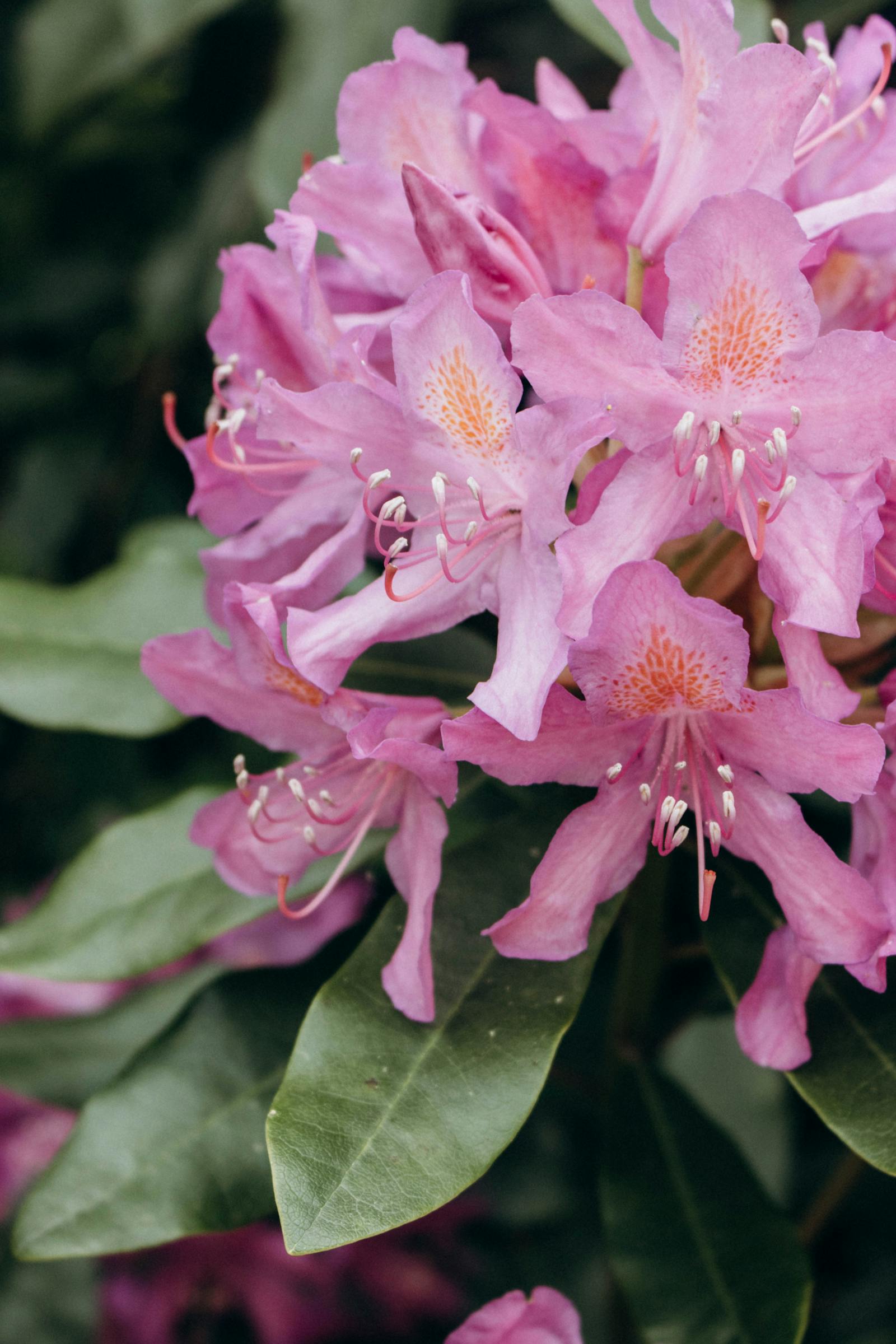 Rhododendron Ponticum Photos, Download The BEST Free Rhododendron ...