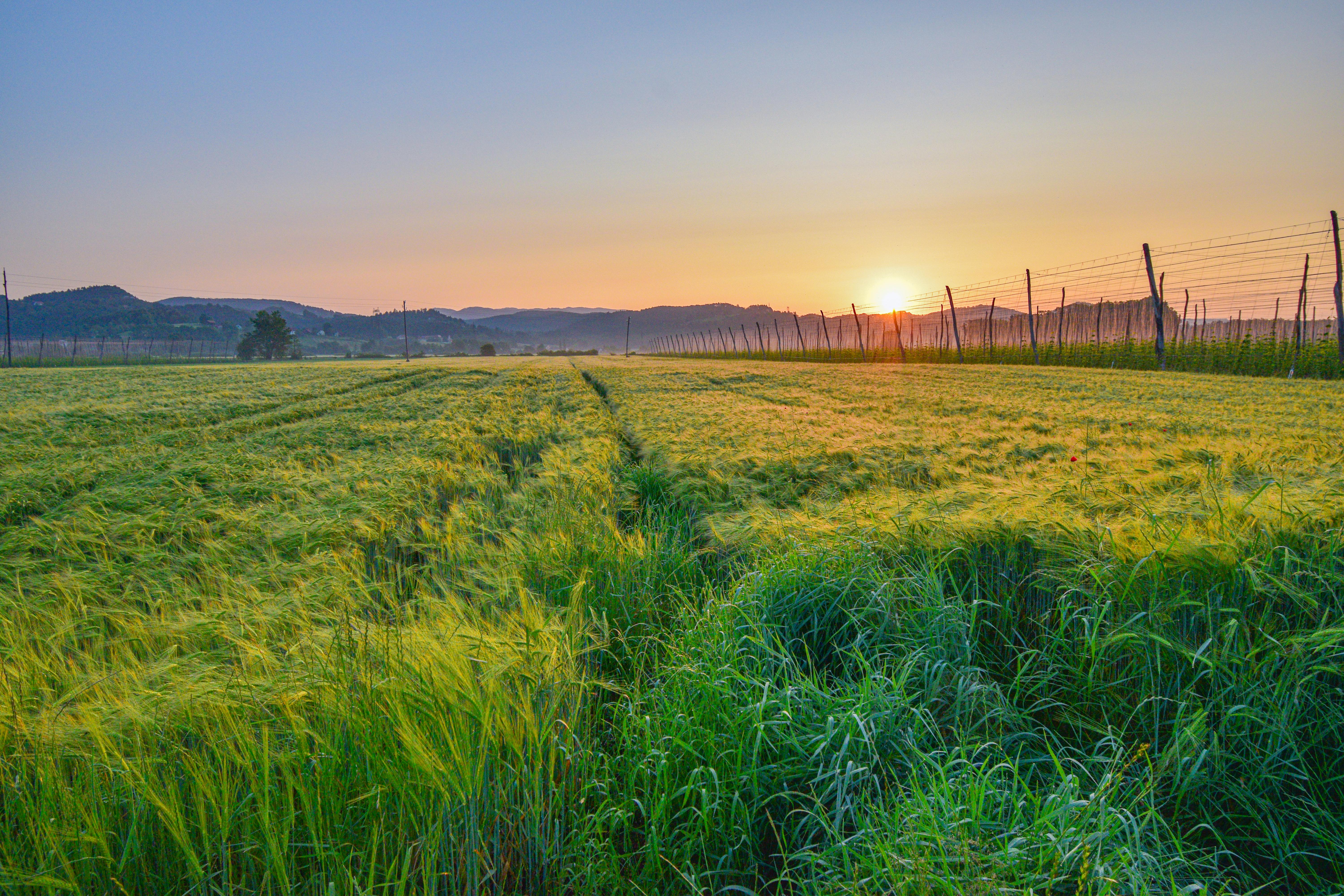 Green Grass Field during Sun Rise · Free Stock Photo