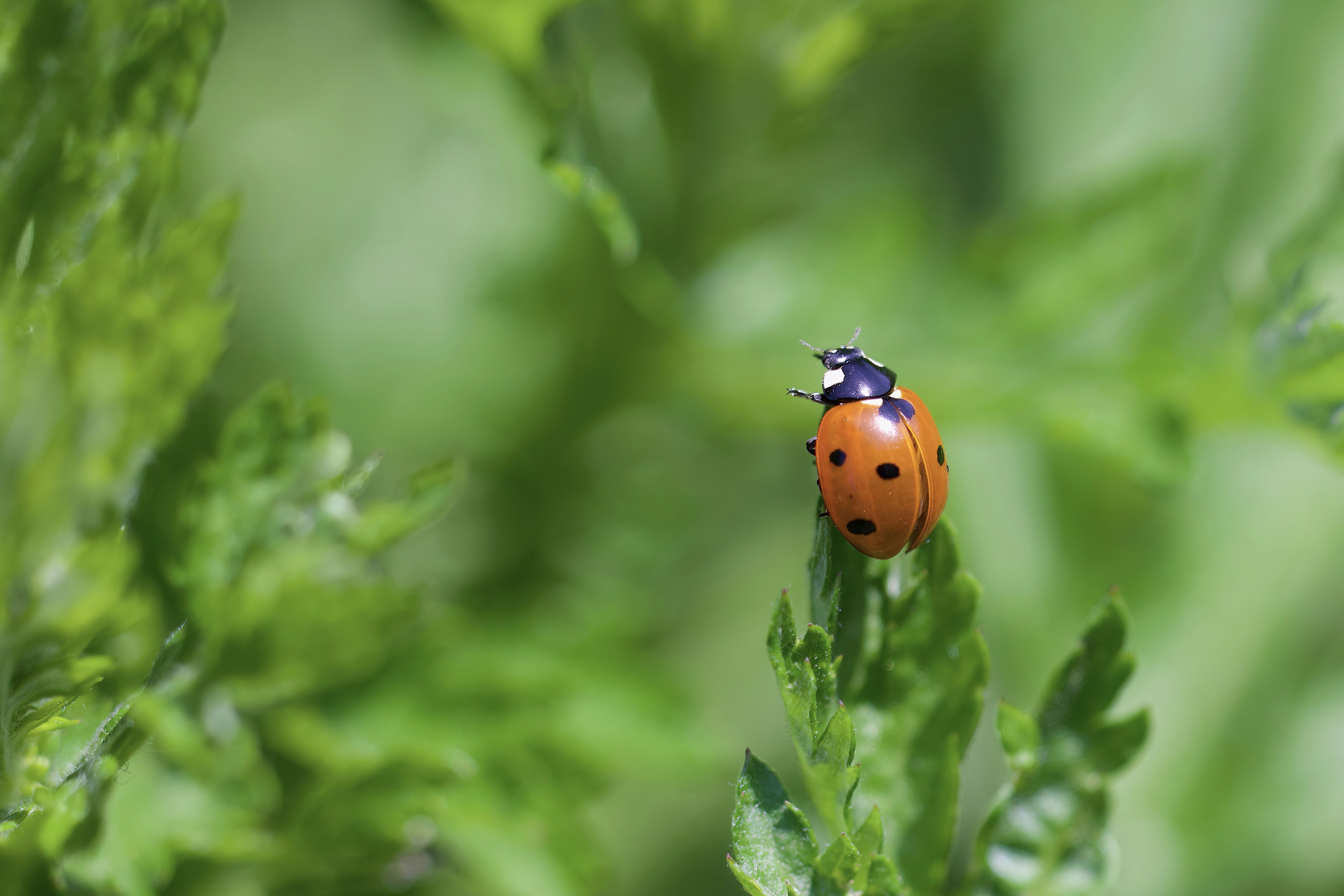 Close-up of a Ladybird on a Leaf · Free Stock Photo