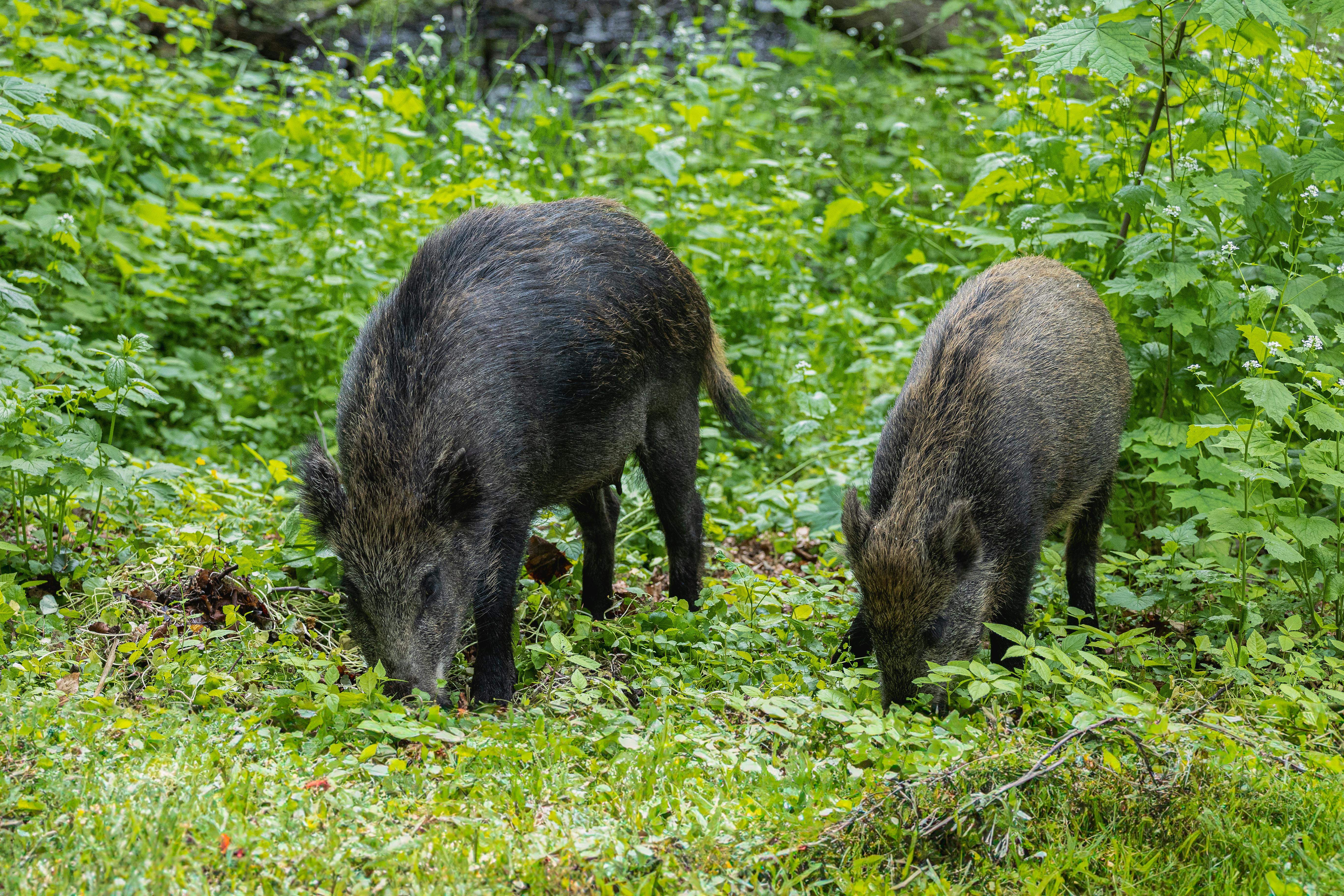 Boars in Nature · Free Stock Photo