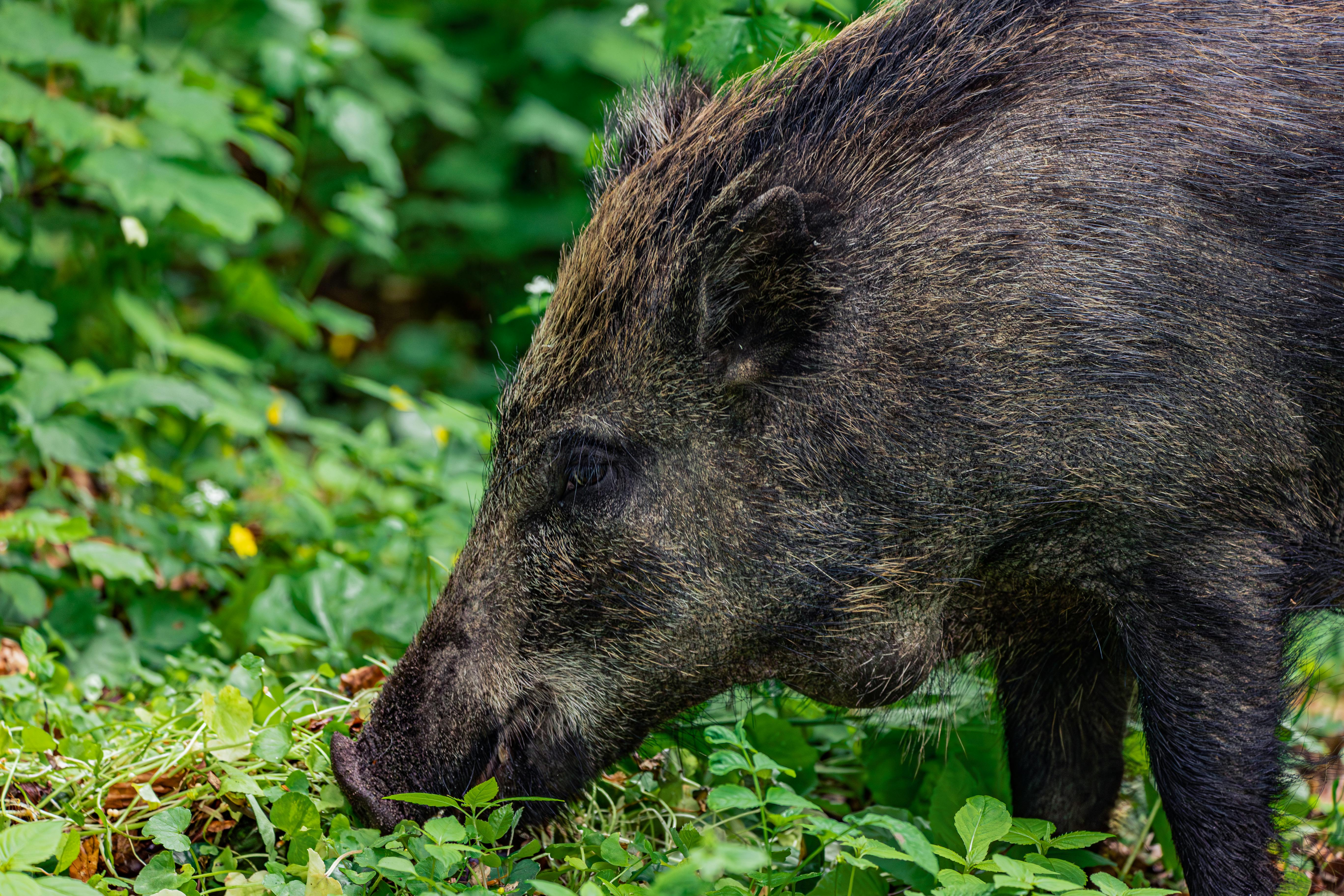 Boar in Nature · Free Stock Photo