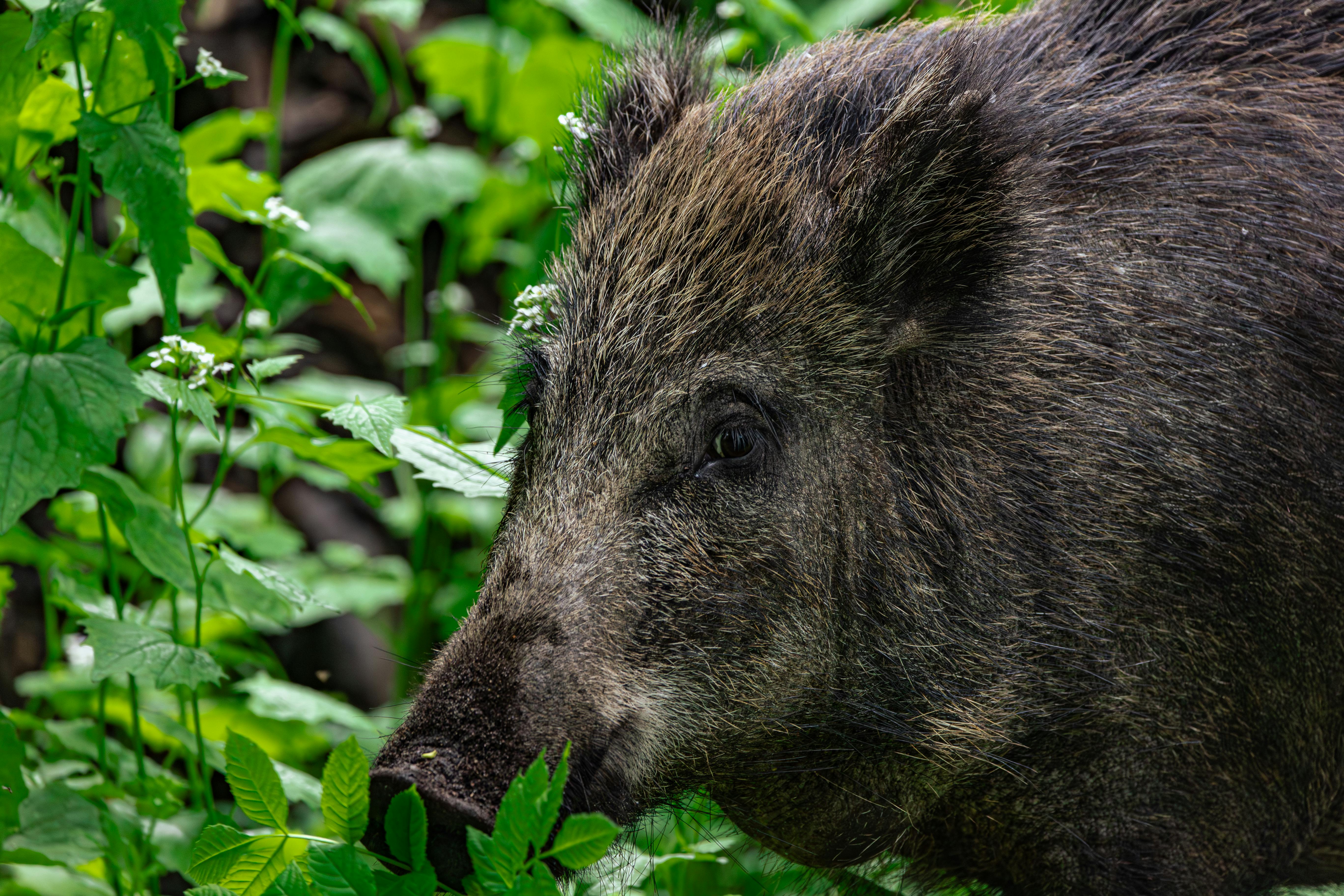 Boar Profile Photos, Download The BEST Free Boar Profile Stock Photos ...