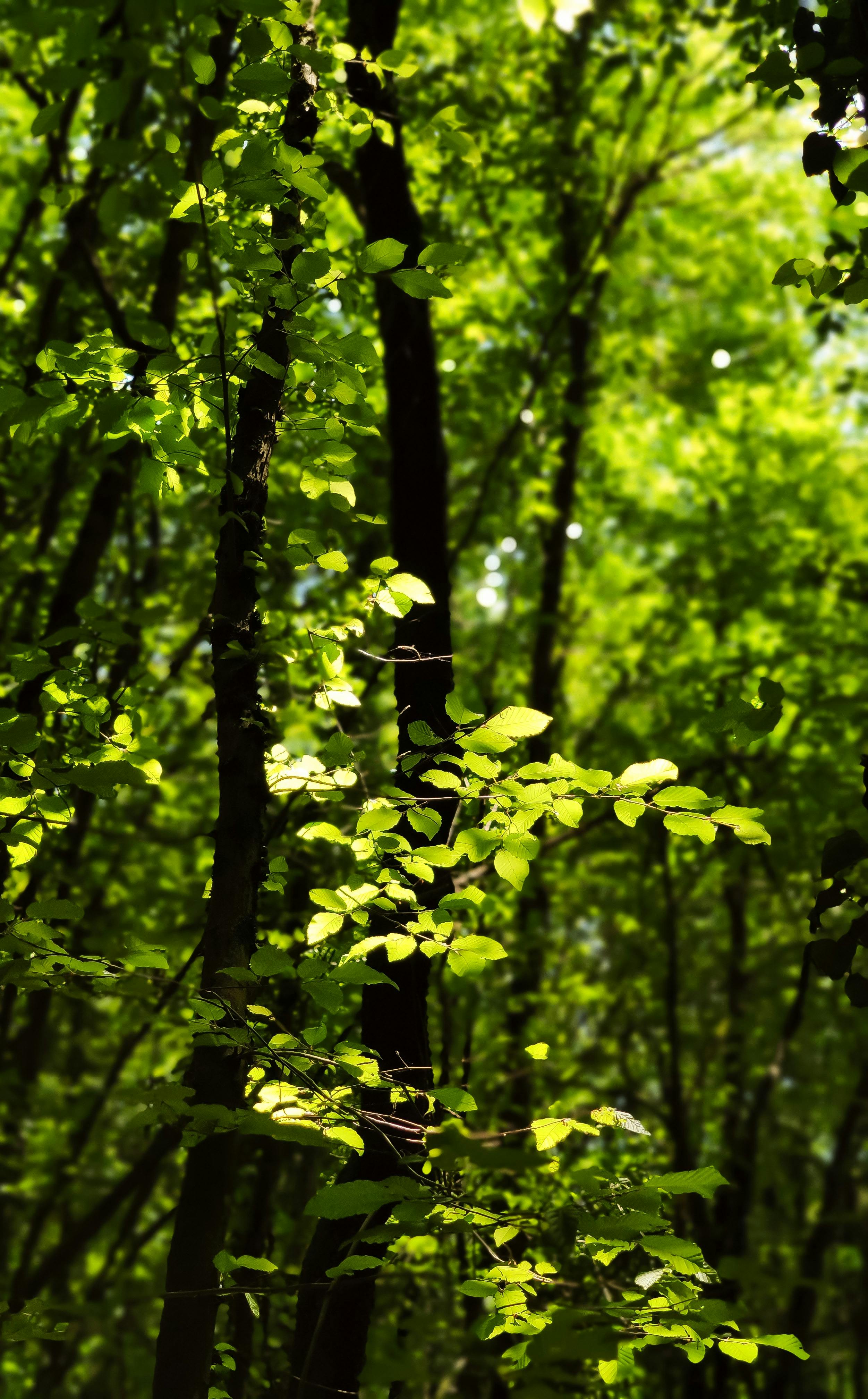 Trees in Summer · Free Stock Photo