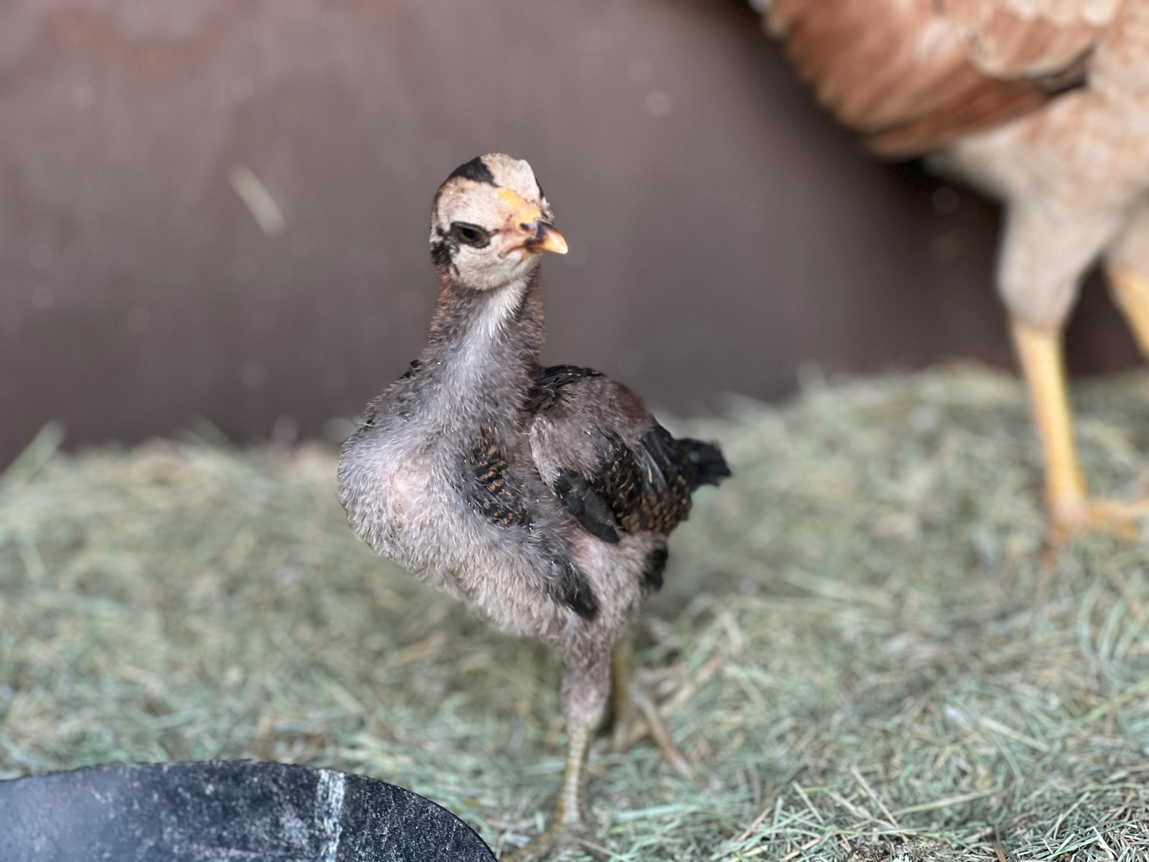 Baljit Johal - Fotografía