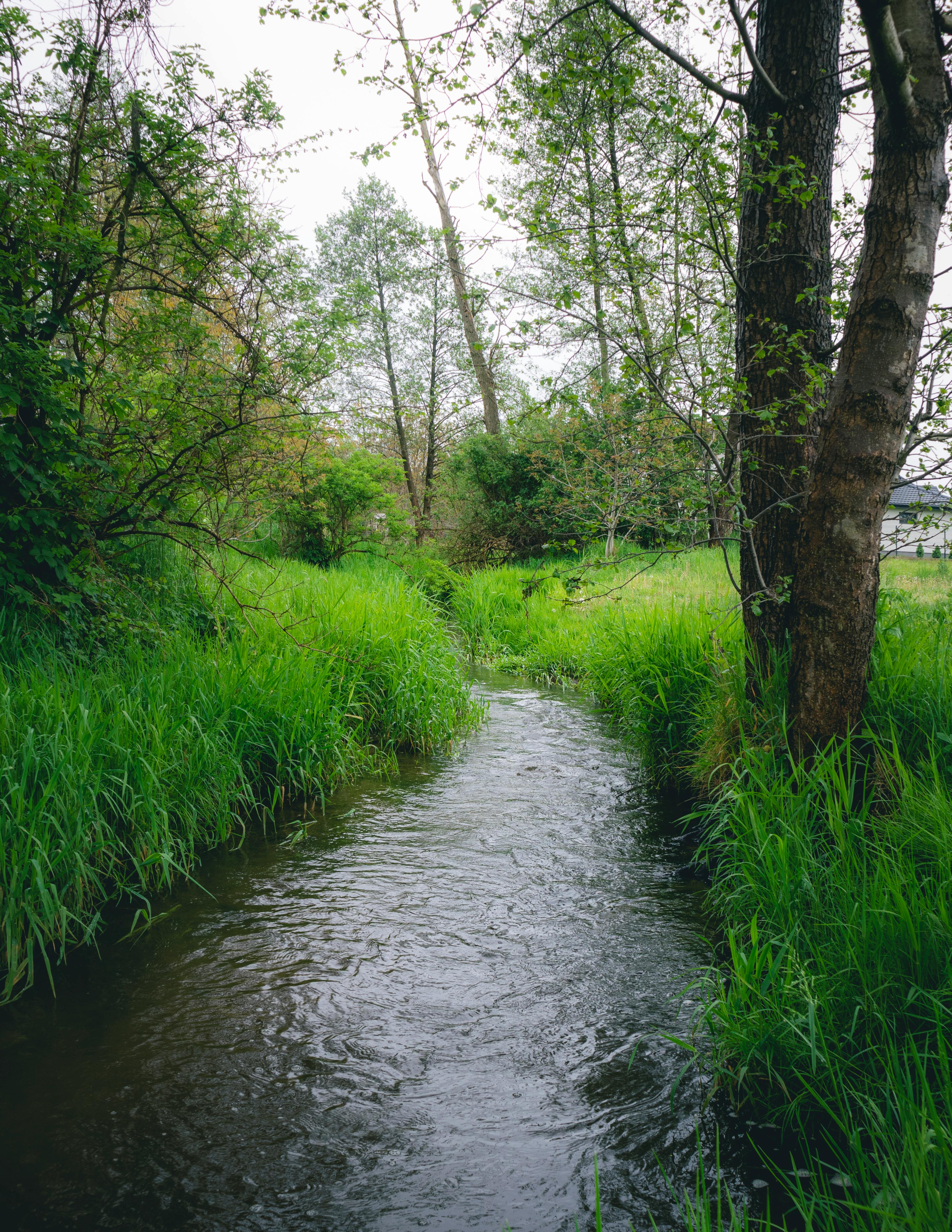 Small river during spring season · Free Stock Photo