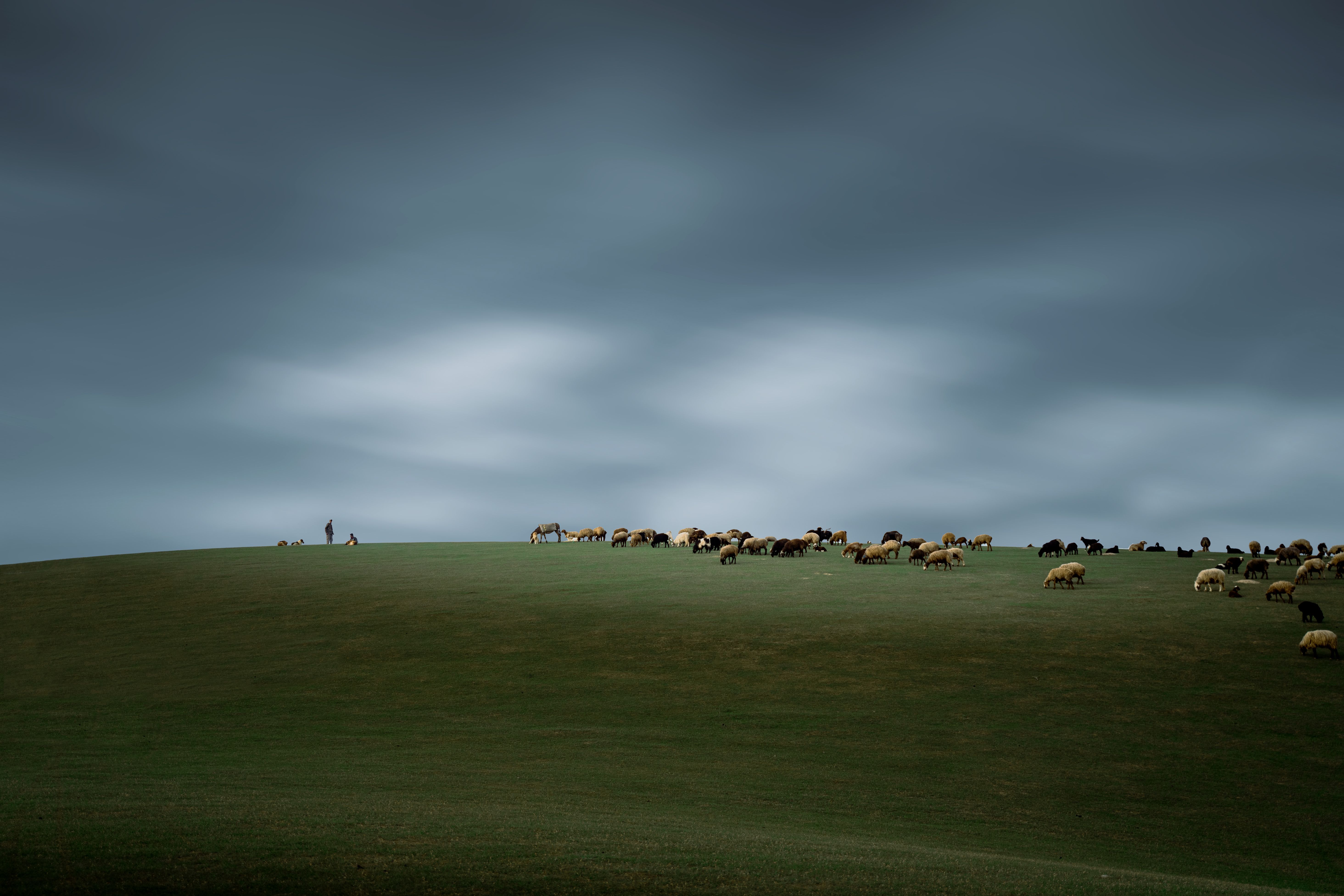 Garut Sheep Photos, Download The BEST Free Garut Sheep Stock Photos ...