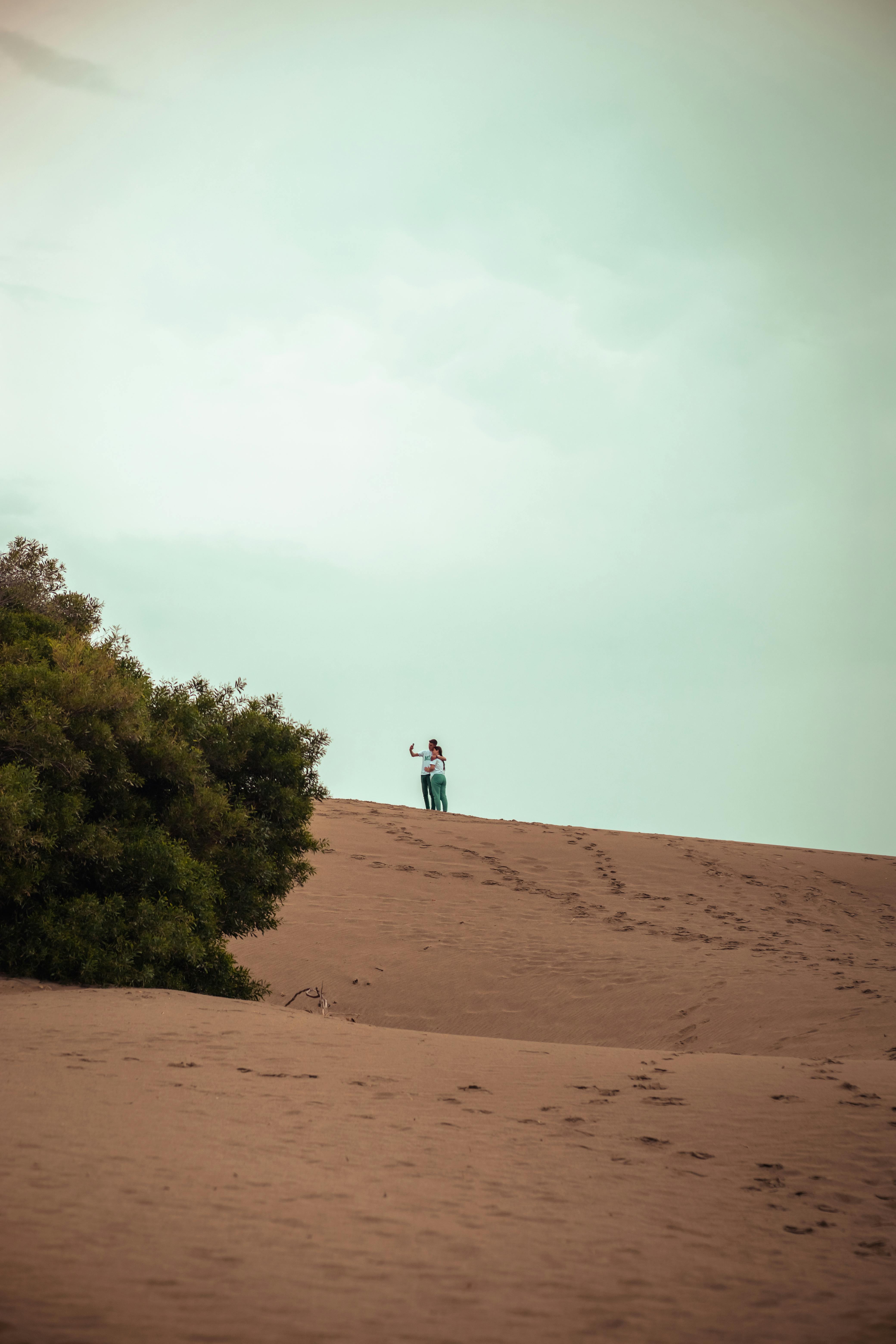 Shrub Coppice Dune Photos, Download The BEST Free Shrub Coppice Dune ...