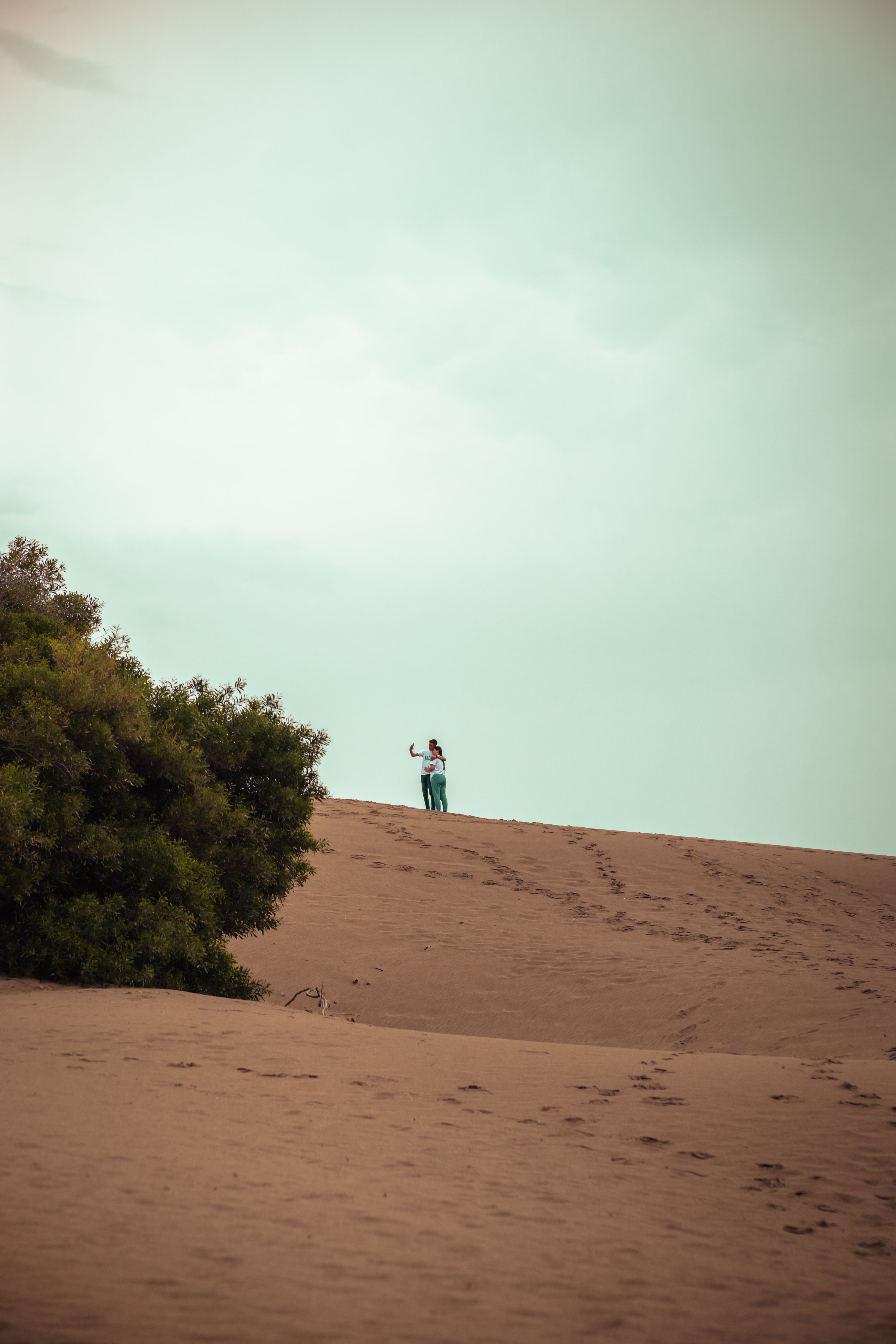 Shrub Coppice Dune Photos, Download The BEST Free Shrub Coppice Dune ...