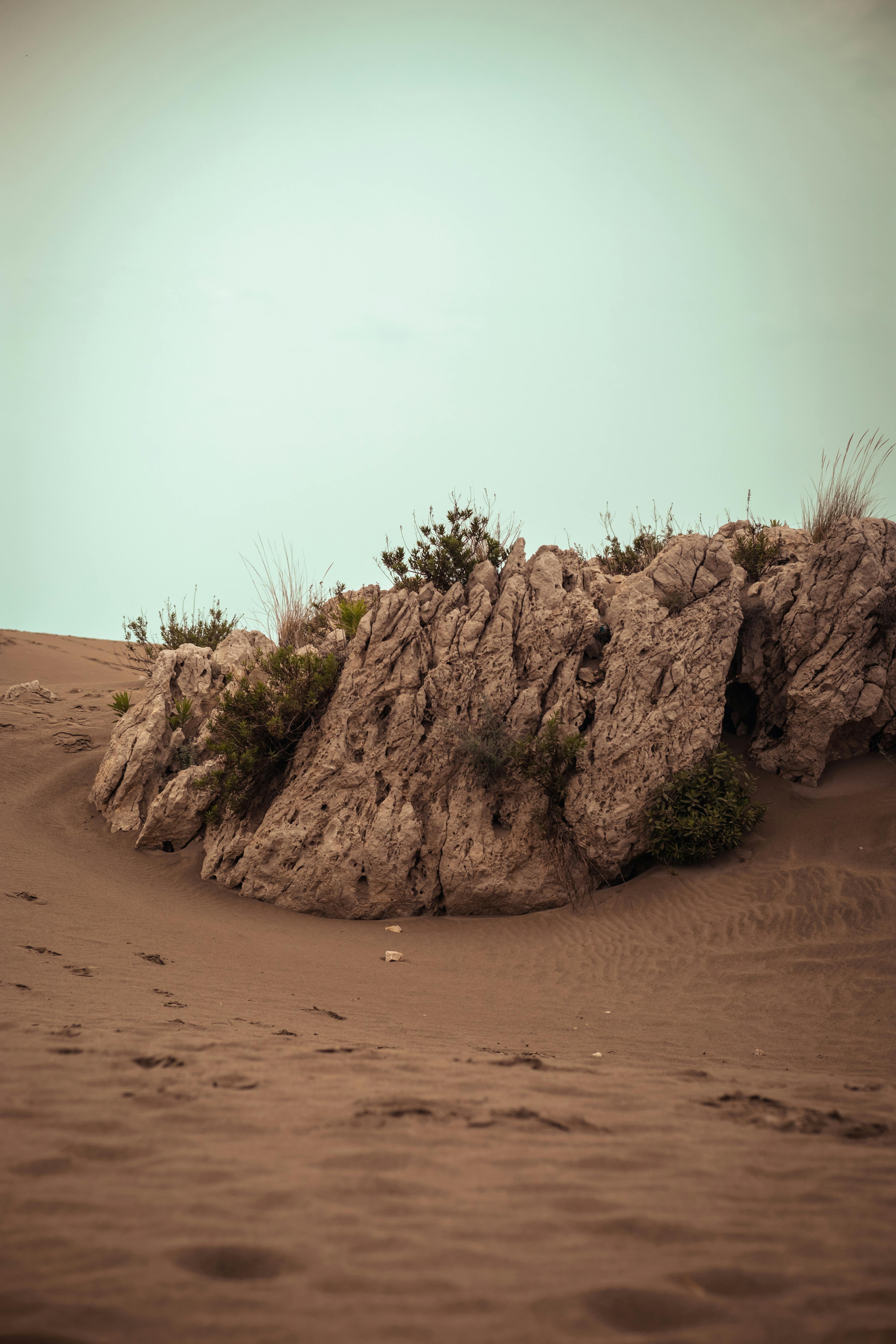 Dried Olive Tree · Free Stock Photo