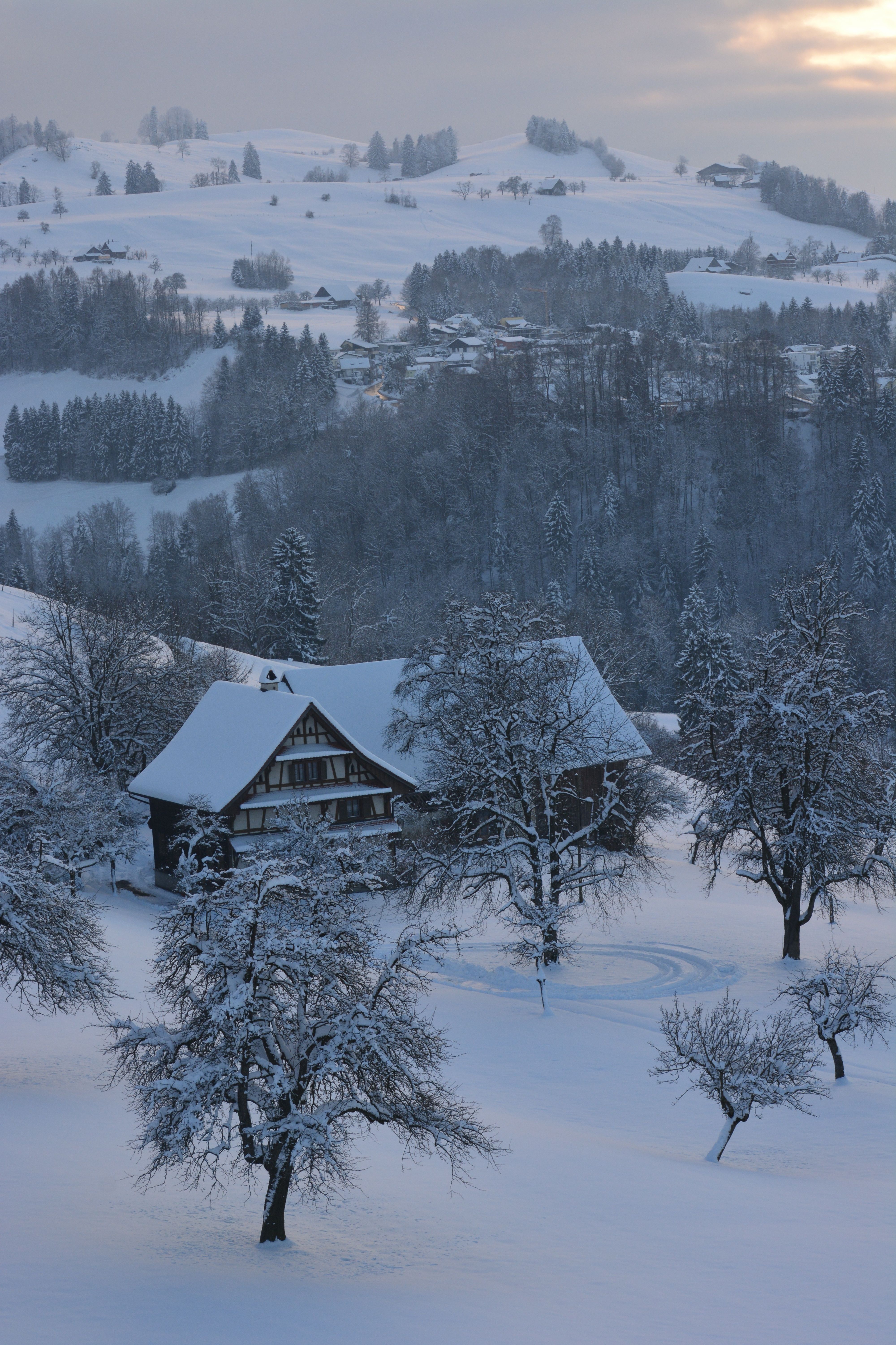 Trees around House in Snow · Free Stock Photo
