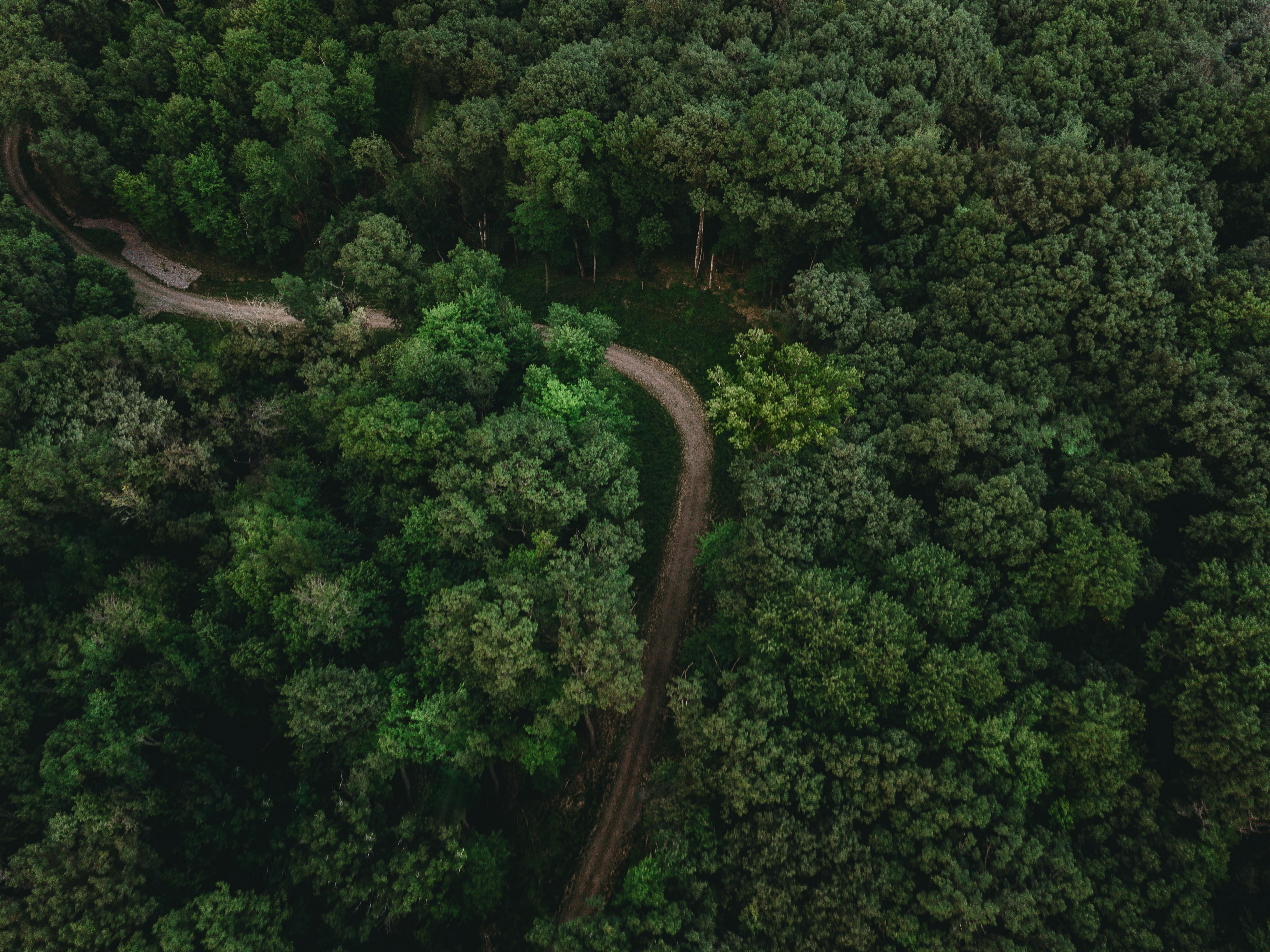 Dirt Road in Deep Forest · Free Stock Photo